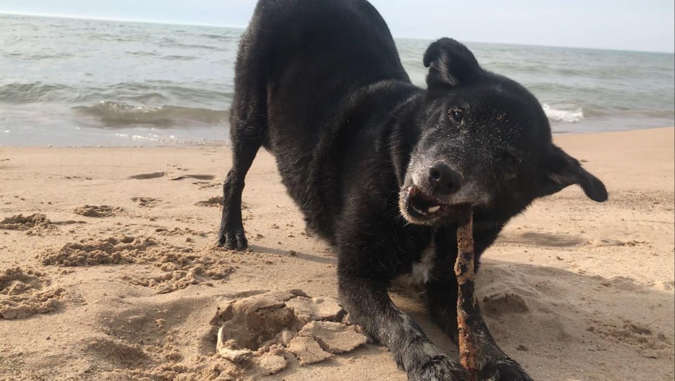 Fundraiser by Victoria Baughman : Help Save Belle: F#ck Cancer