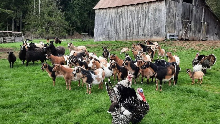 Fundraiser for Roni Ryan by Roni Ryan : Please help fill the Shyre's ...