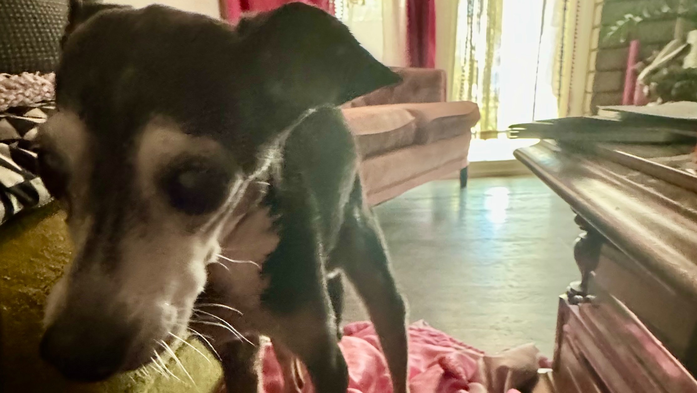 Fundraiser by Ryan Caldwell : Help me fund my ESA Jack's Final Farewell