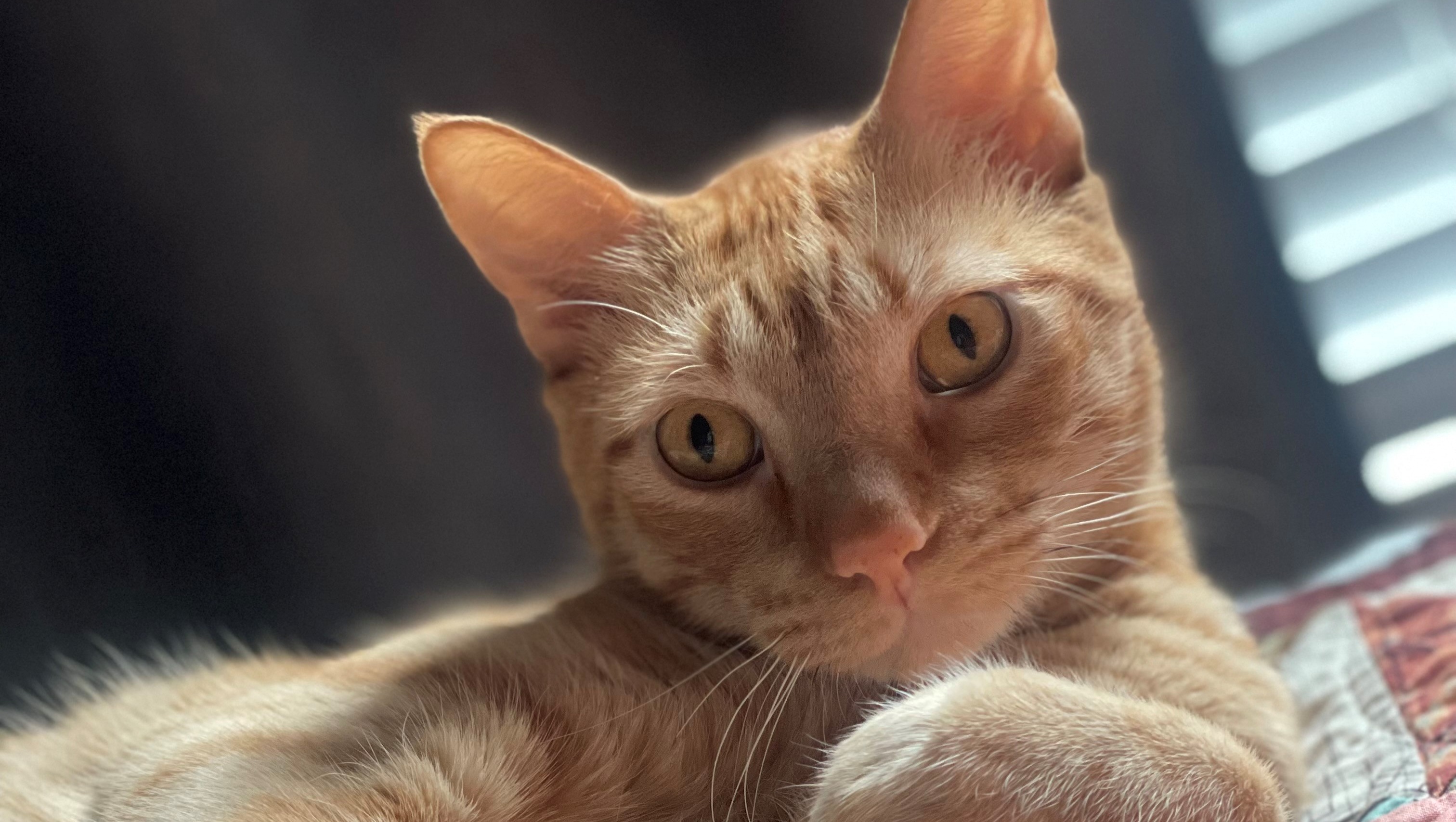 Fundraiser by Allison Talley : Support Levi's Emergency Medical Treatment