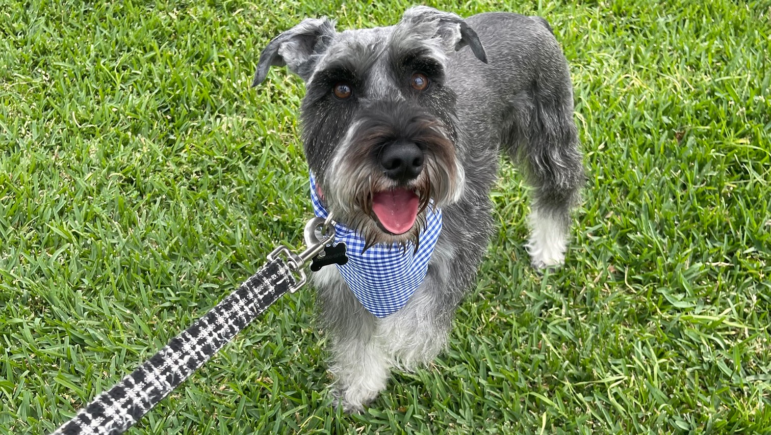 Fundraiser by Tatiana Rodriguez : Help Save Vader: Emergency Surgery Needed