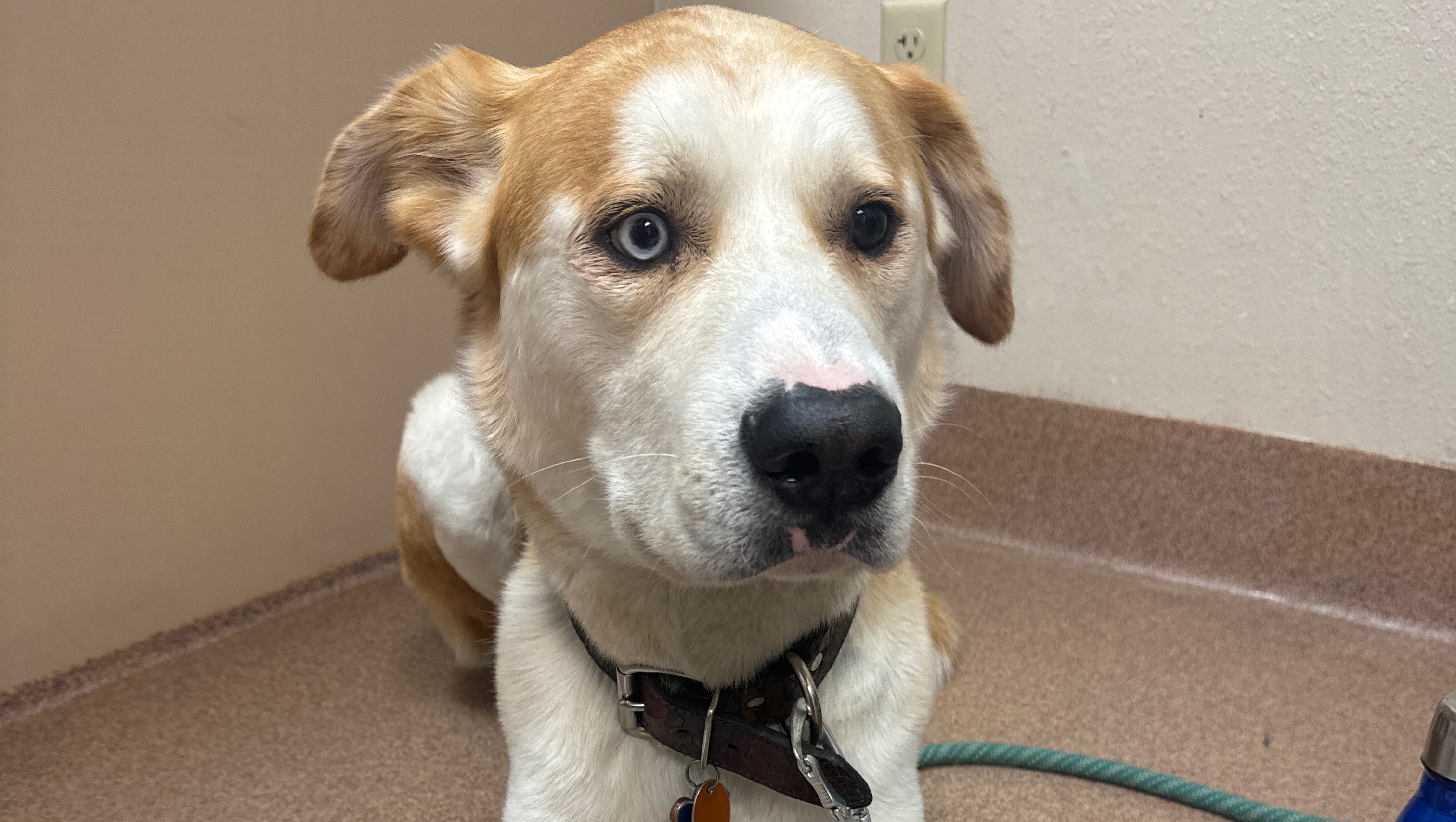 Fundraiser by Aisha Mooney : Help Save Aisha's Beloved Pup Zuko