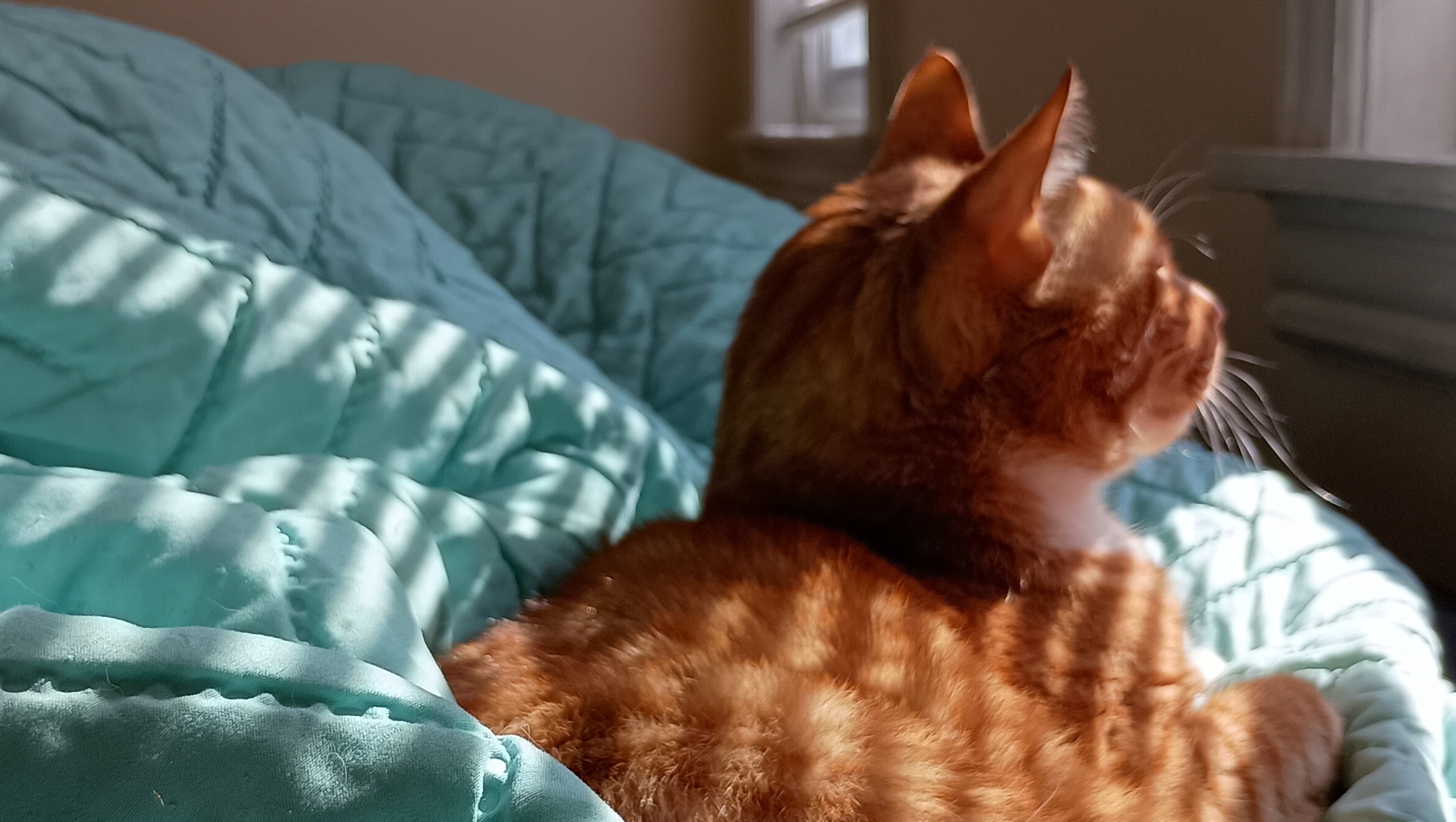 Fundraiser by Hannah Ritter : Support Remington's Emergency Vet Care