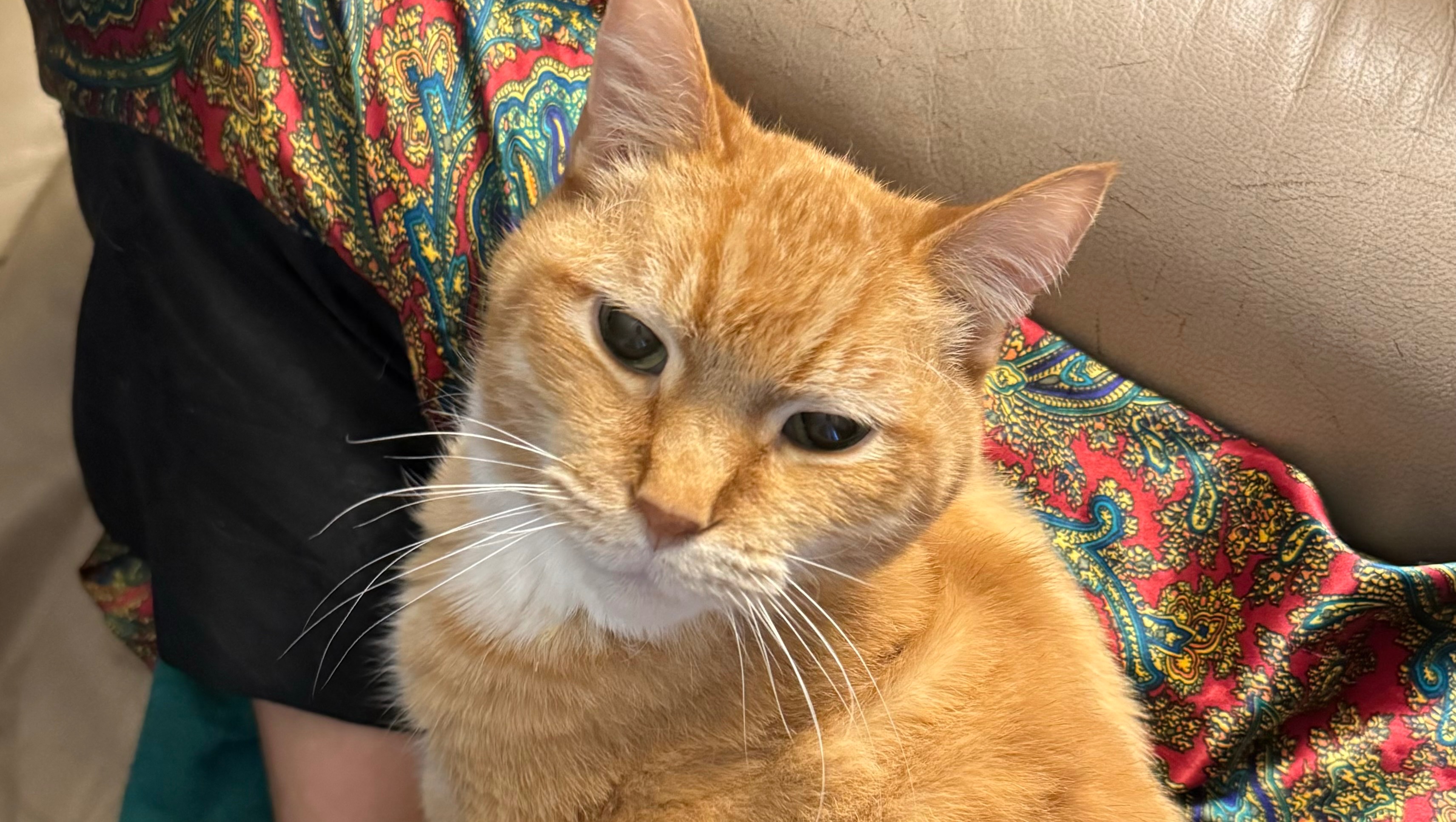 Fundraiser by Stephanie Oliver : Support Biscuits McChunkleton's Recovery