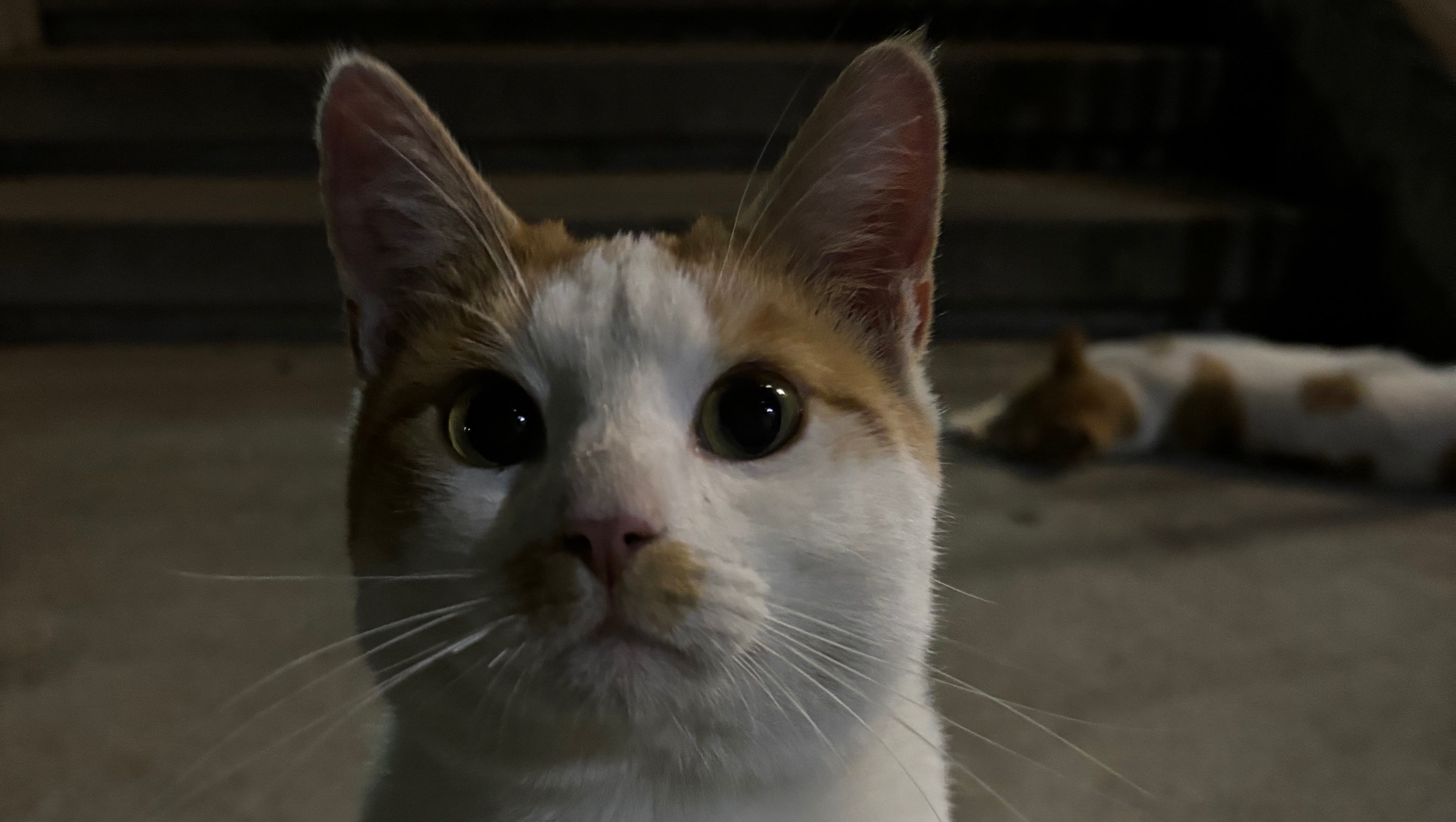 Fundraiser by Elsa Theis : Support Milo's Medical Care