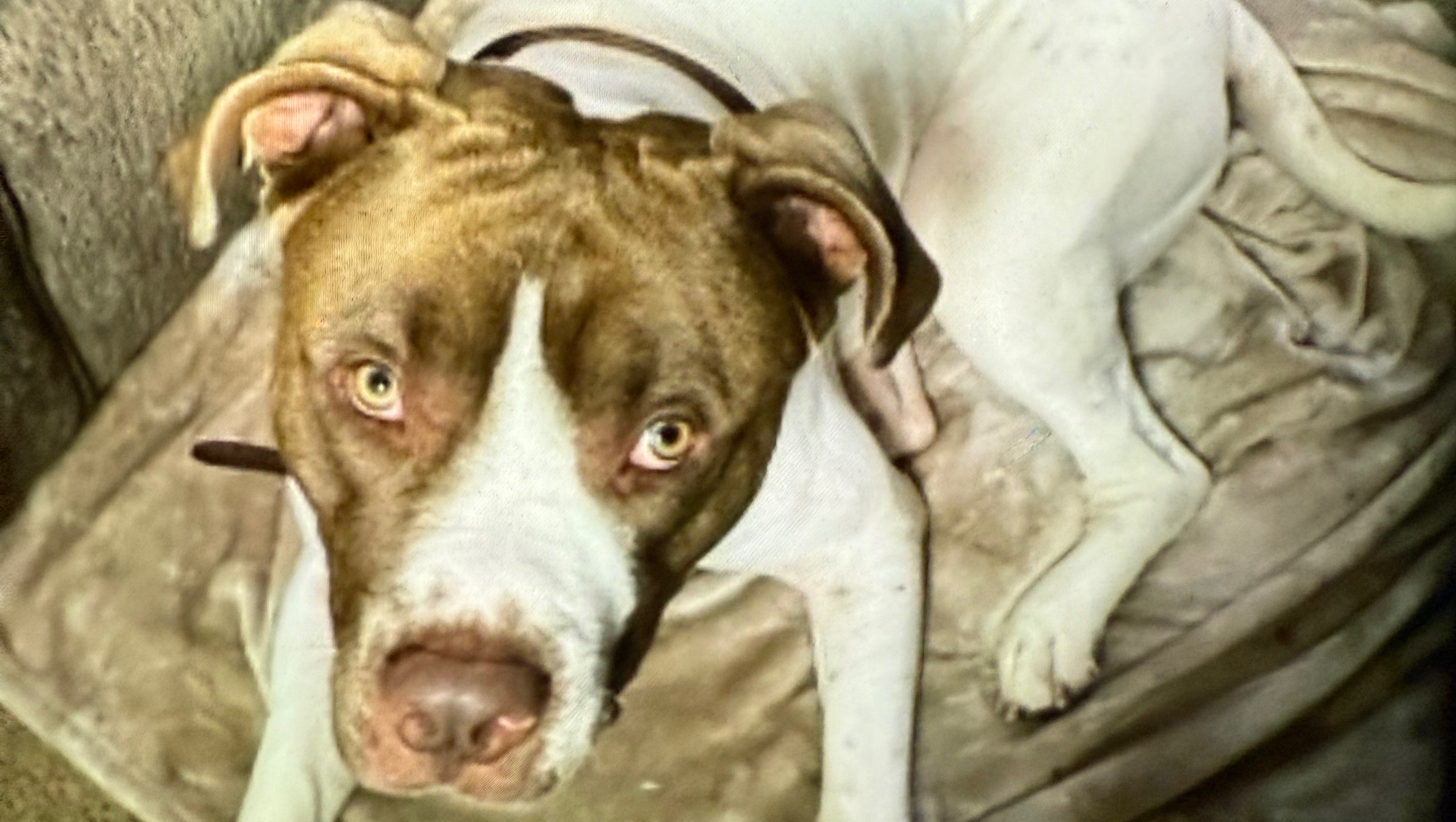 Fundraiser for Devon Phillips by Veronica Mercado : Help Spartan Get ...