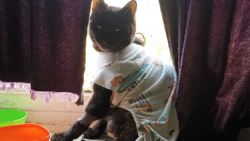 Fundraiser by Jessica Wheelock : Help Shadow Recover: Support Needed