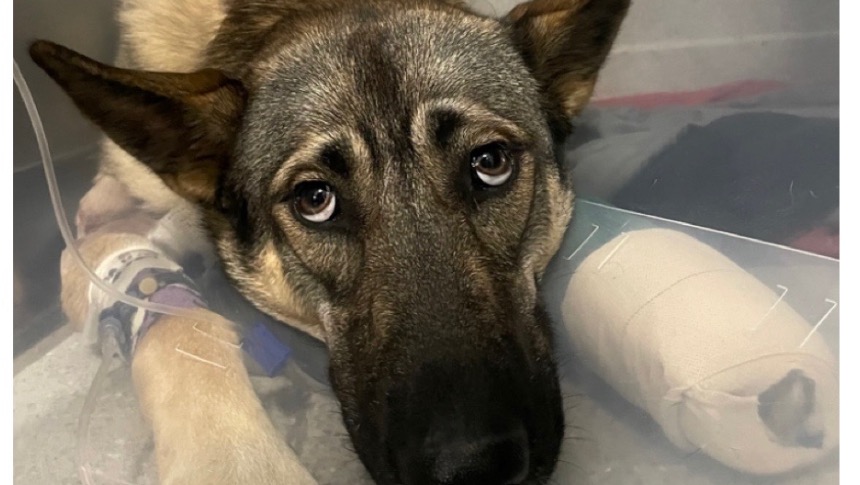 Fundraiser by Mackenzie Gleason : Help Maple Walk Again: Surgery Fund