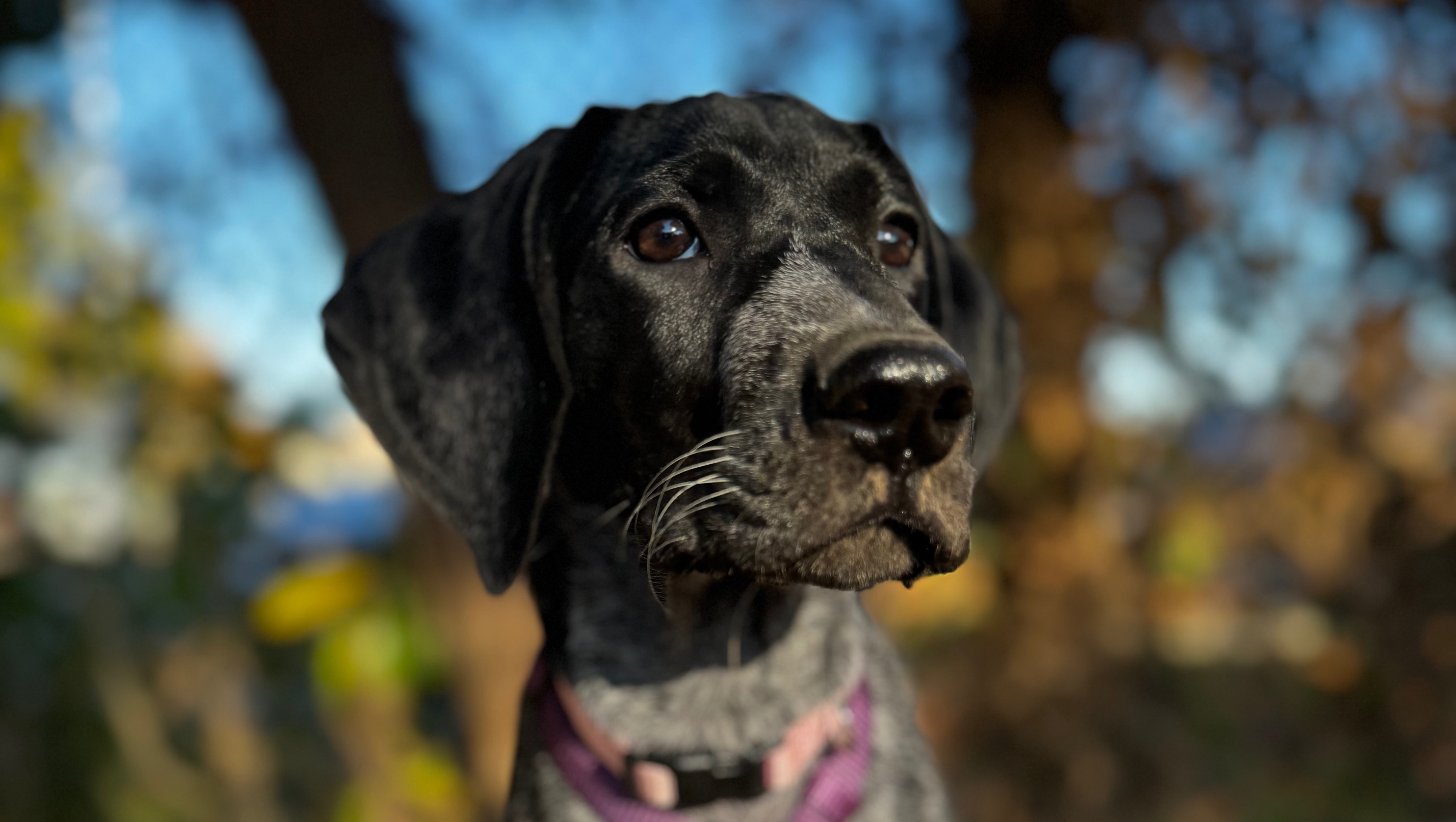 Fundraiser by Ruth Sneed : Help Benelli Fight Parvovirus