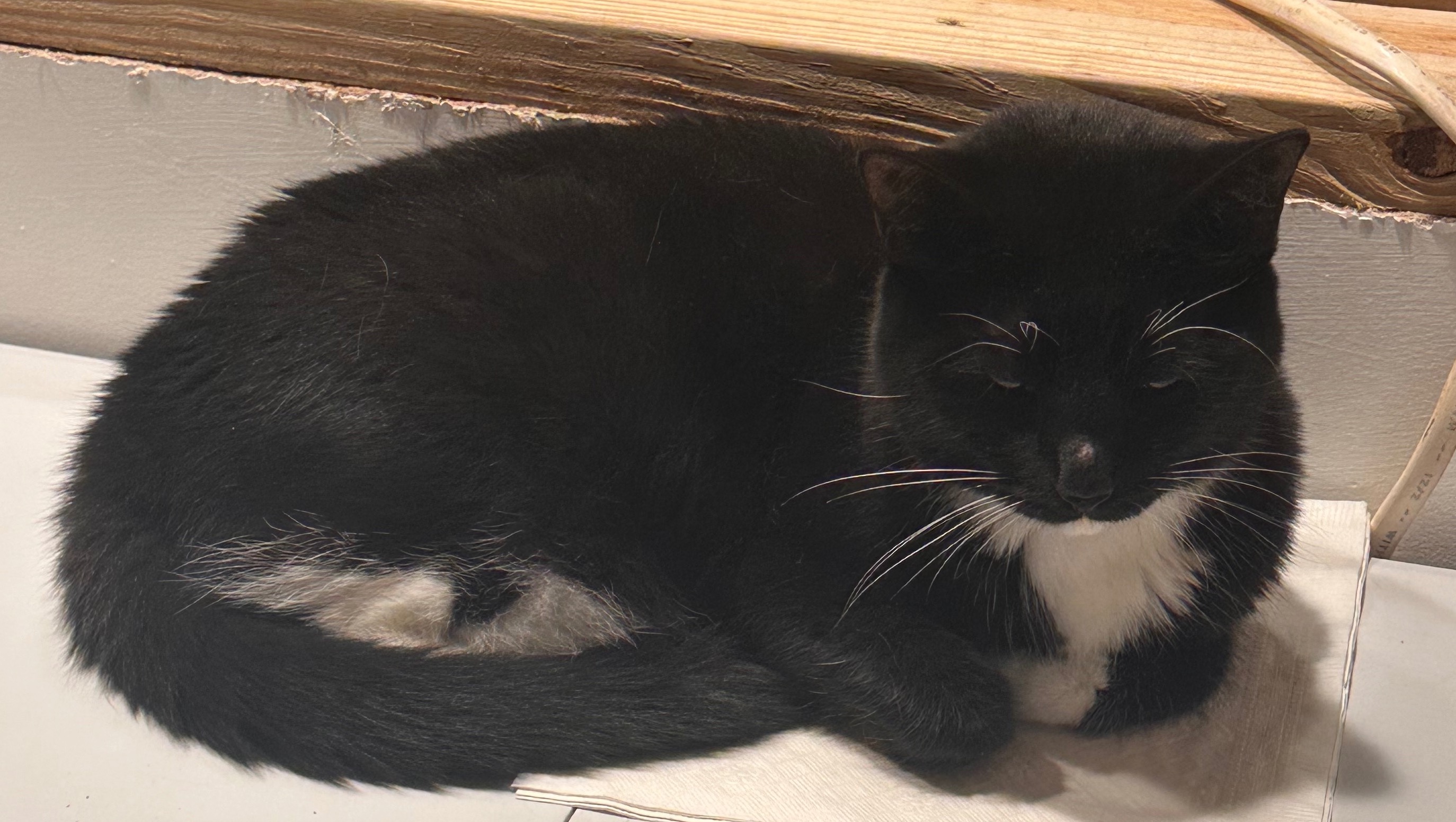 Fundraiser by kristina woodle : Save Whopper's life from IMHA