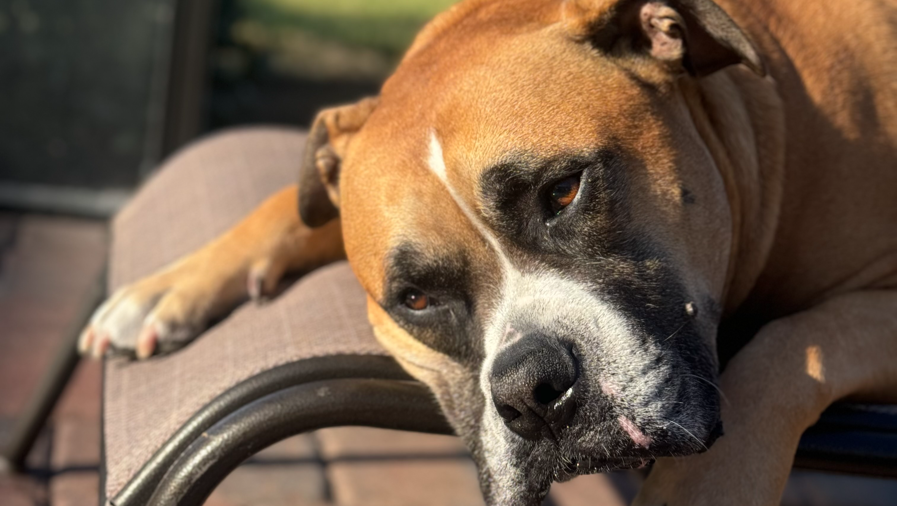 Fundraiser by Kevin McEvoy : Help for Hercules!