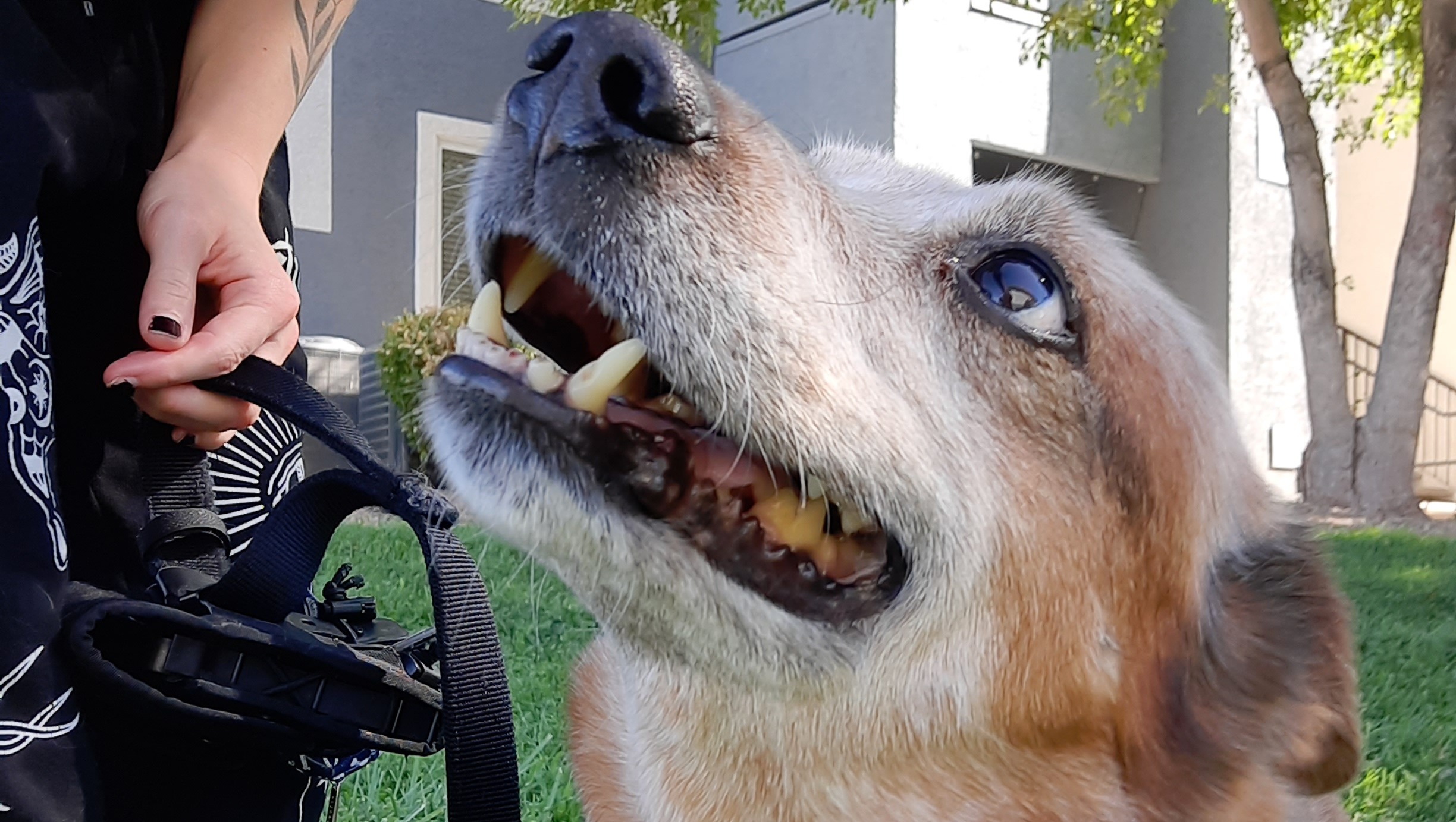 Fundraiser by Holly Bowdon : Help Leroy Breathe: Support His Treatment