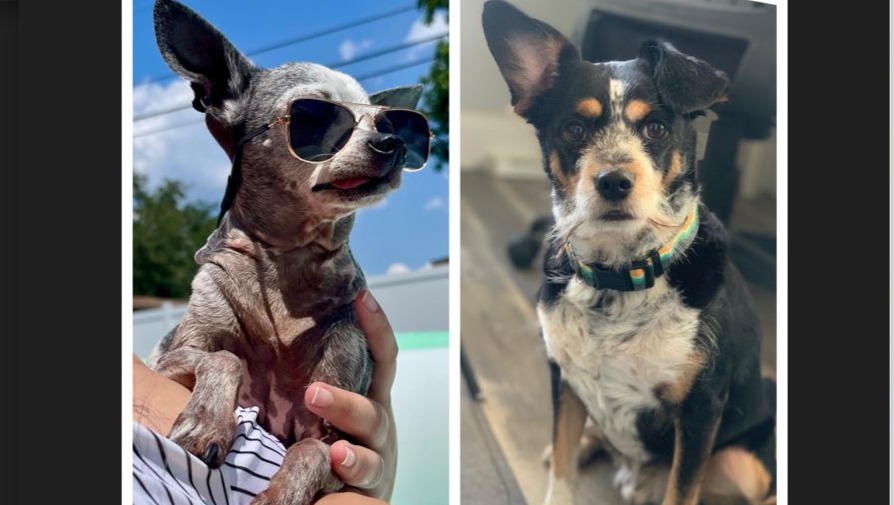 Fundraiser by Stacy Alves : Help Nicky & Chase Overcome Medical Emergencies