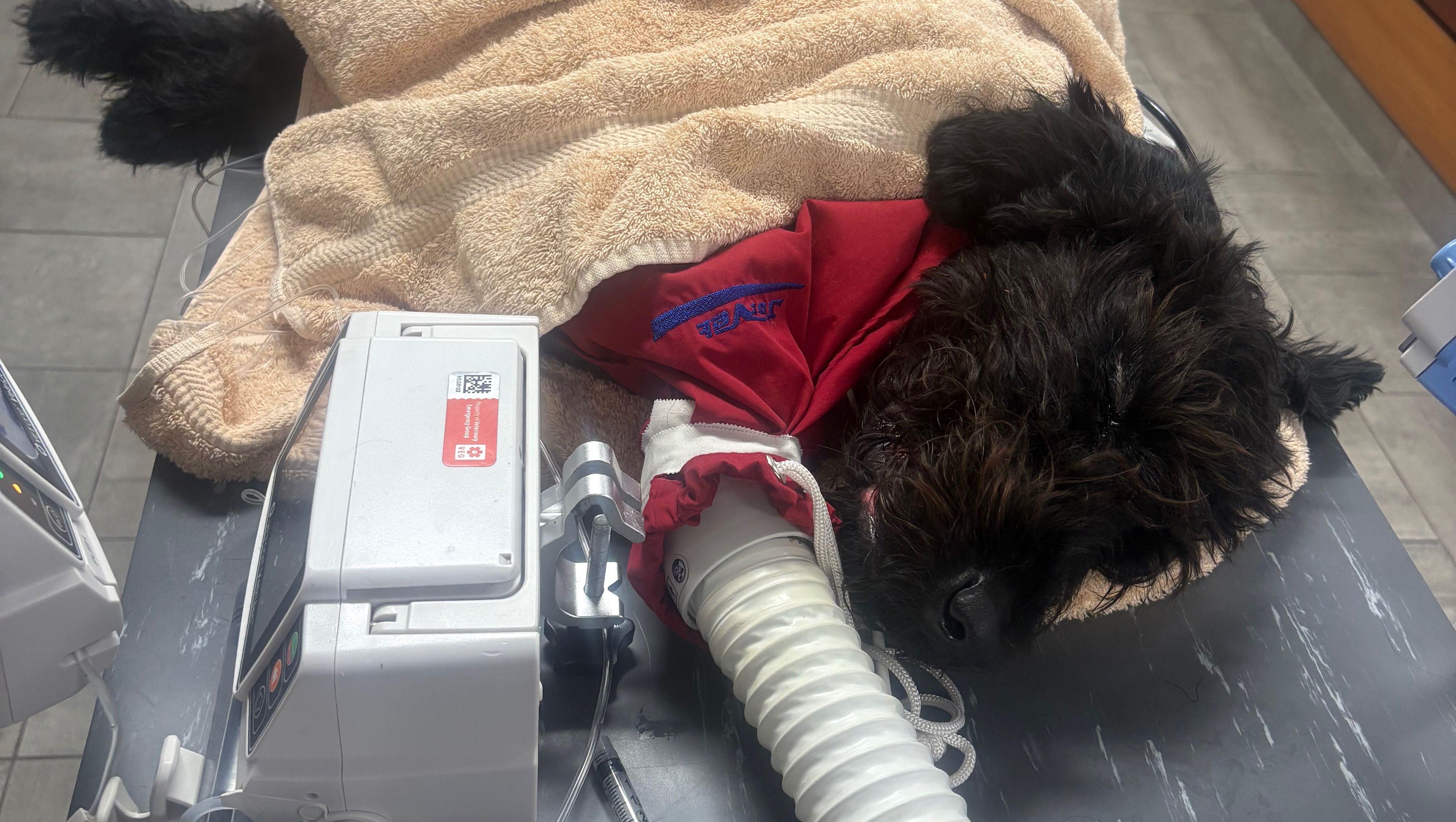 Fundraiser by Arianna Velez : Save Batman: Urgent Help Needed