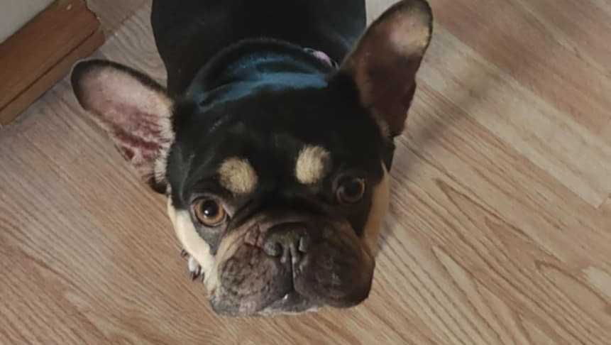 Fundraiser by Julie Gerow-Thomas : Support Henney's Urgent Surgery Needs