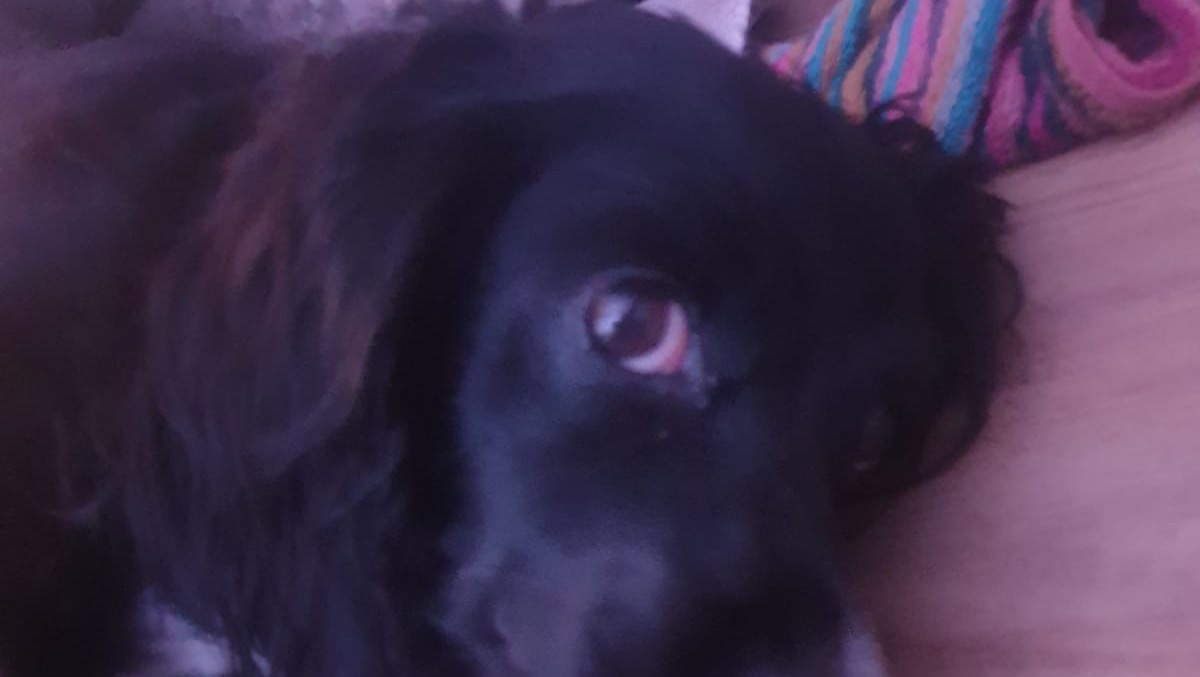 Fundraiser by Deanne Davis : Help Coco get surgery please