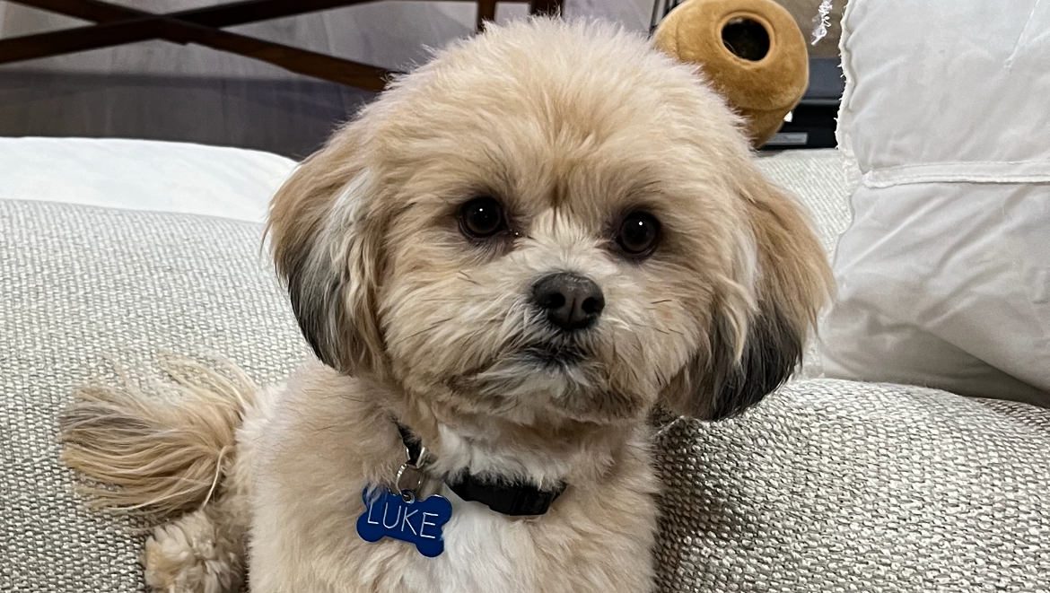 Fundraiser by Lyka Ubay : Help Luke Battle Immune Mediated Hemolytic Anemia