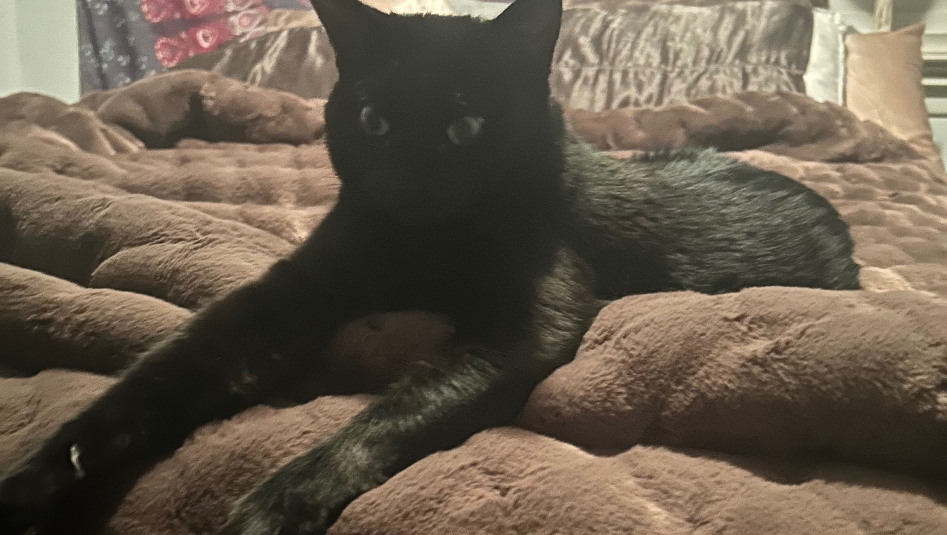 Fundraiser by Marissa Dinki : Support Funding Poppy's Life-Saving Surgery