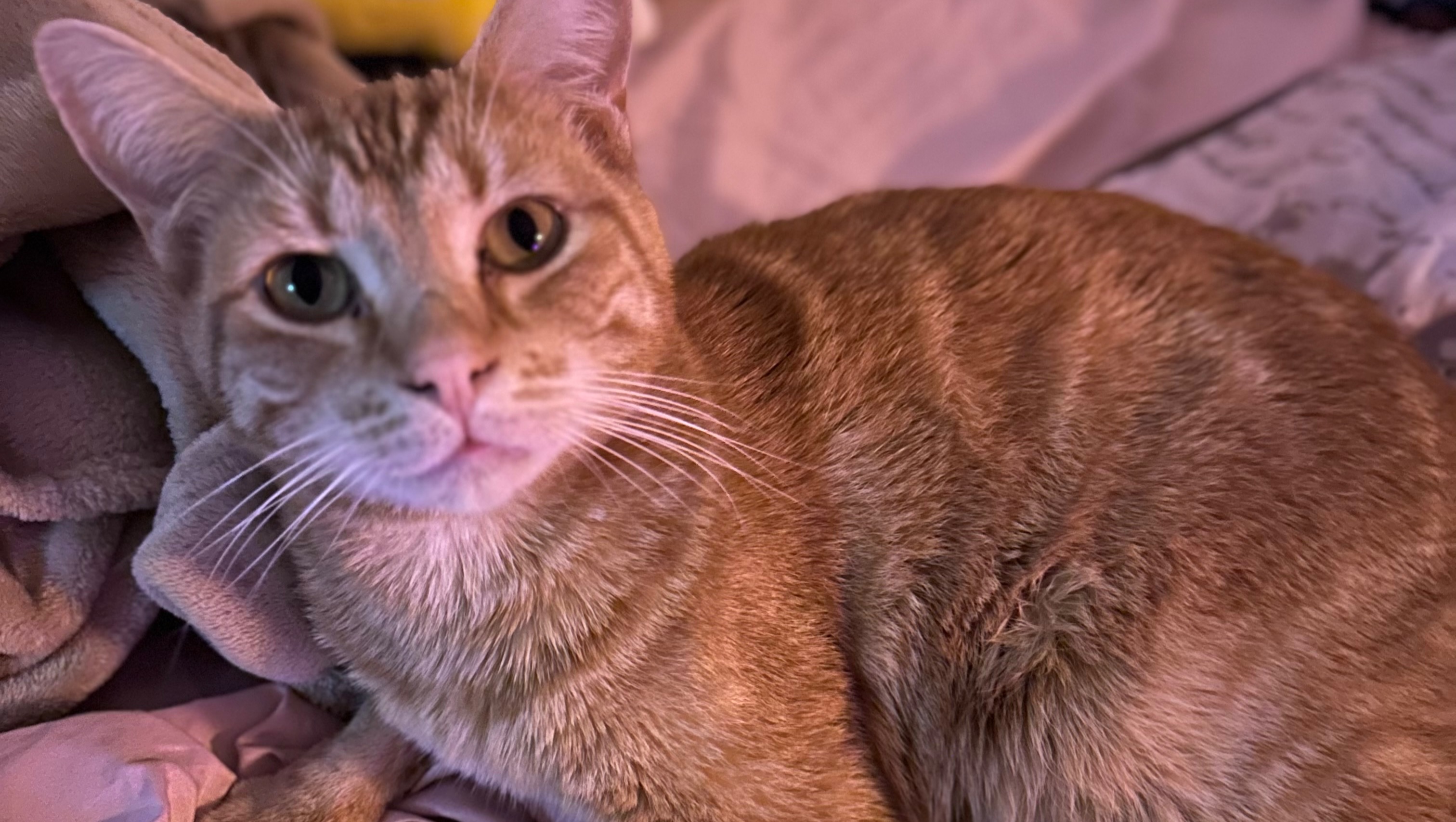 Fundraiser for Salonica Hunter by Zipporah Bell : Support Zipporah's ...