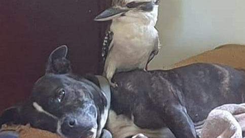 Fundraiser for Naomi Young by Jane Sandeman : Makita’s Mates