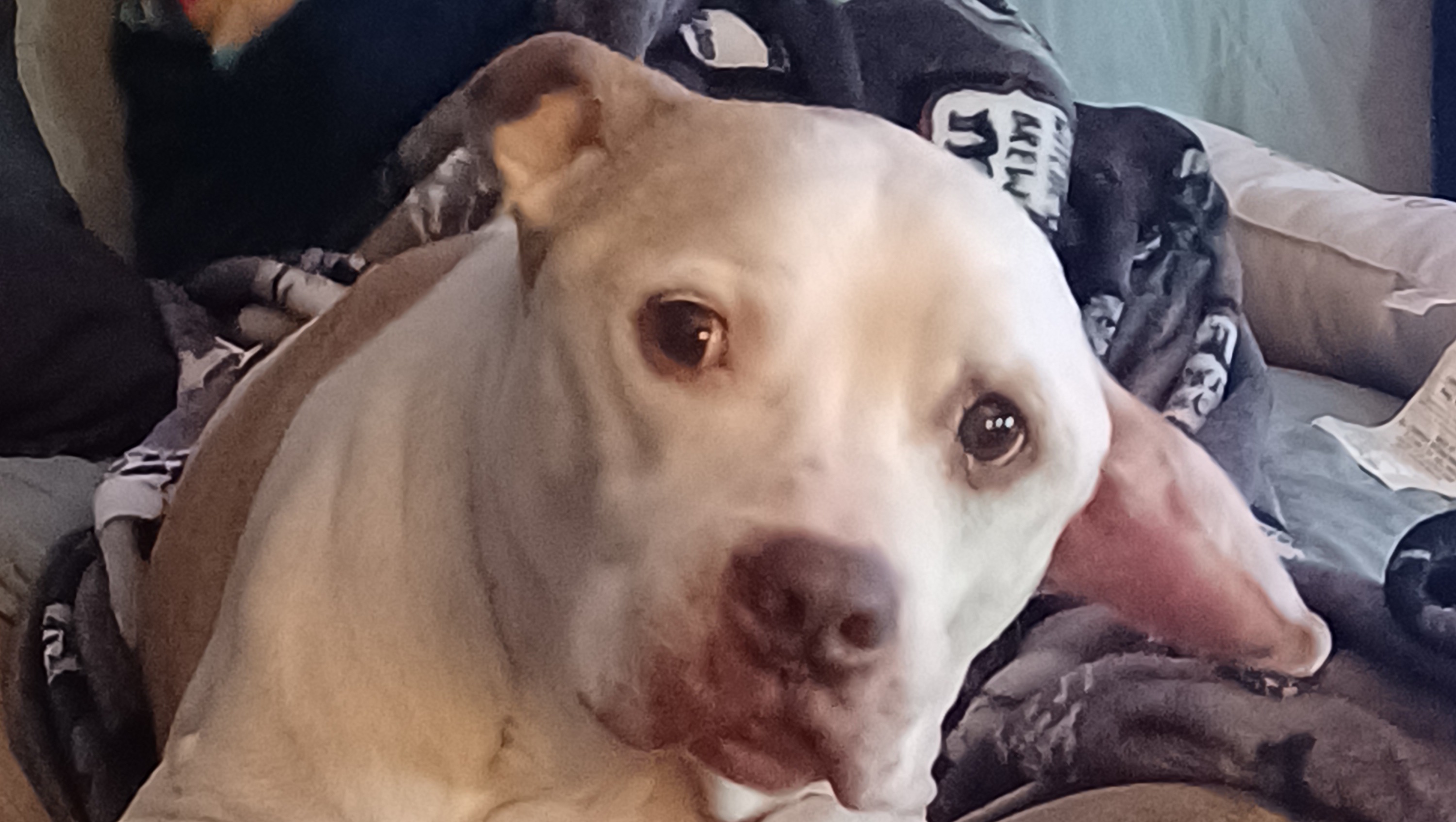 Fundraiser by Amber Sykes : Relieve Dexter's Pain: Donate for Treatment