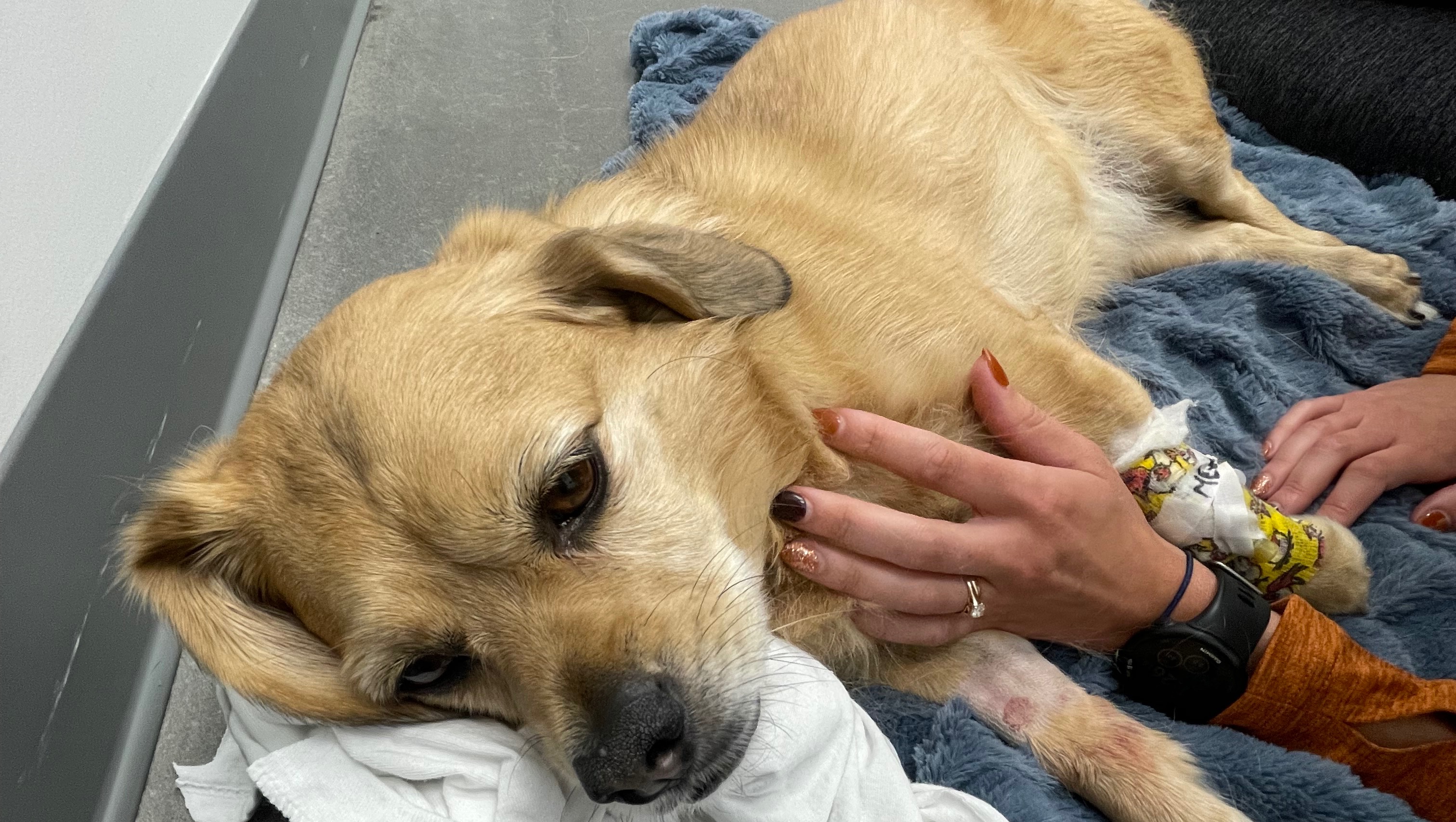Fundraiser by Jeffrey Nelson : Mika's emergency spinal Surgery