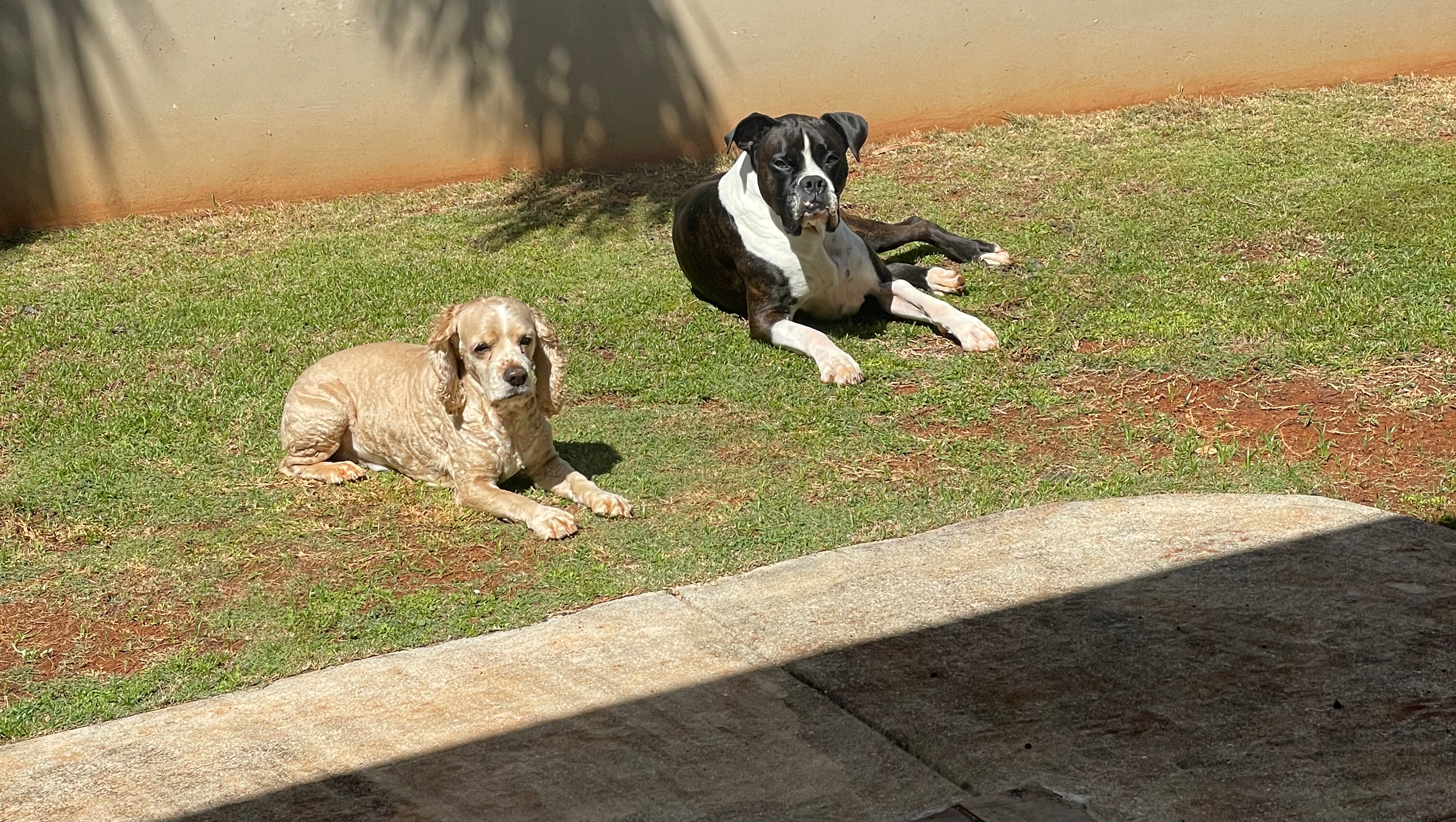 Fundraiser by Nicholas Lockhart : Help Bring Family Dogs Home