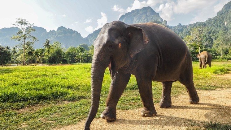 Fundraiser by Morgan Teeha : Thailand 2026 Elephant Conservation ...