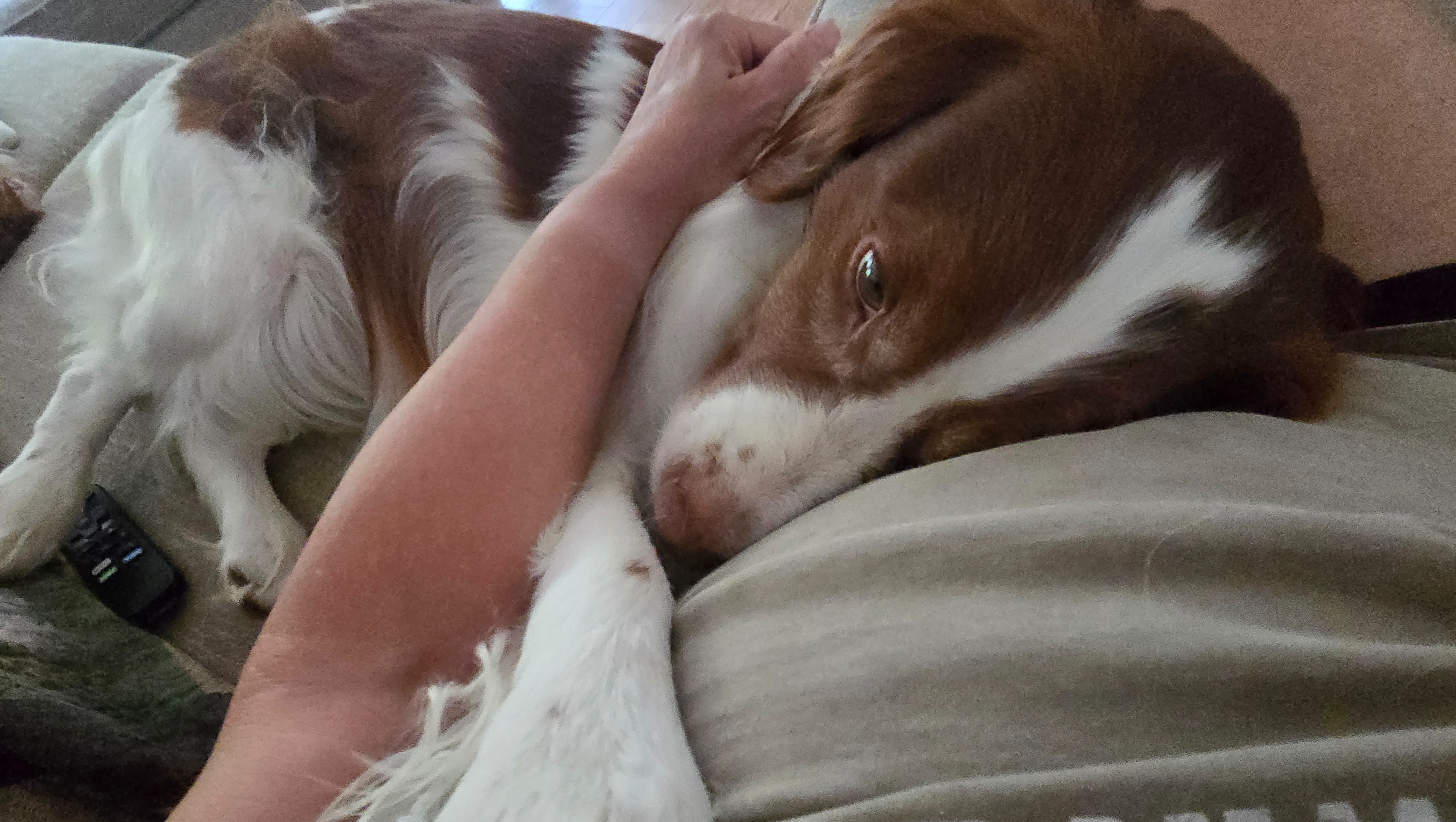 Fundraiser by Ann Short : Help support Revere's emergency veterinary care