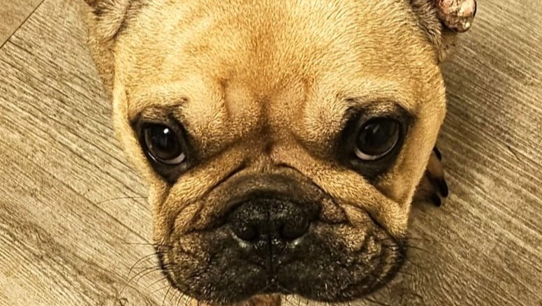 Fundraiser by Hallswood Animal Sanctuary : Peanut needs your help to ...