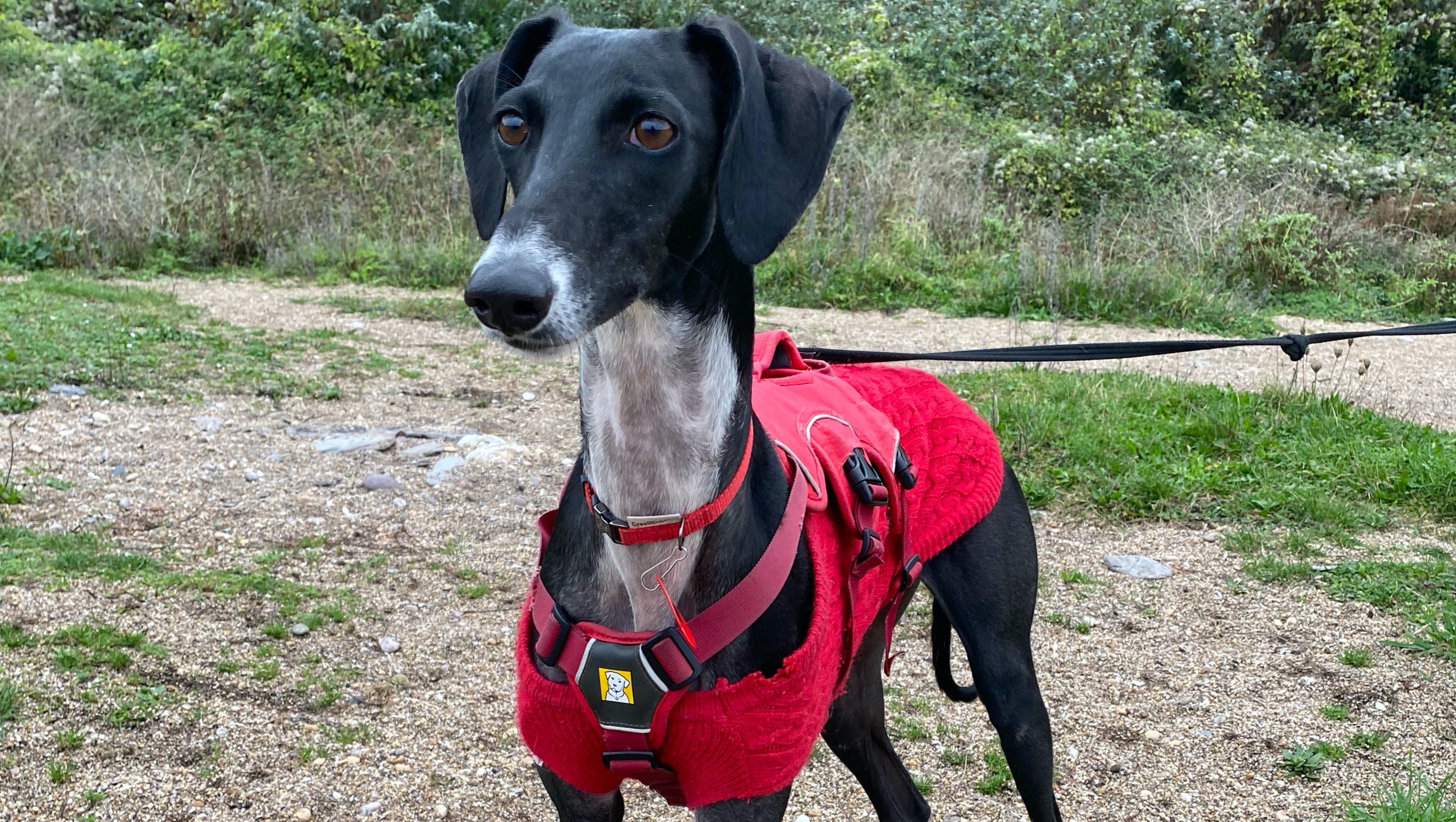 Fundraiser by Fiona Mair : layla needs surgery to fix her twisted ...