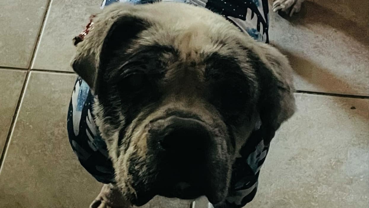 Fundraiser for Alfred Barbery by Joseph Barbery : Give Roxie a Chance ...
