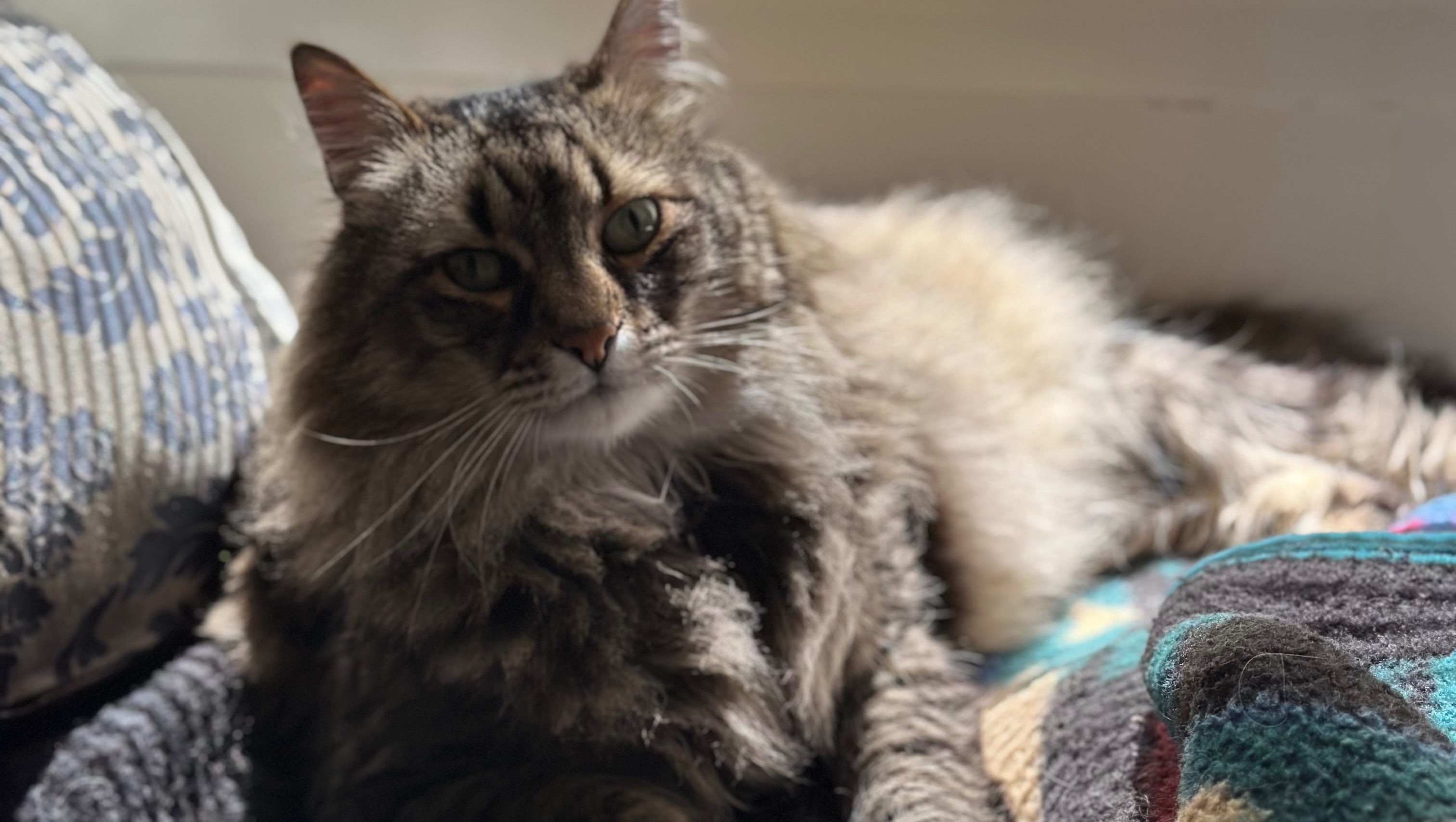 Fundraiser by Andrea Cusenbery : Bring Choo Choo Home: Support His Recovery