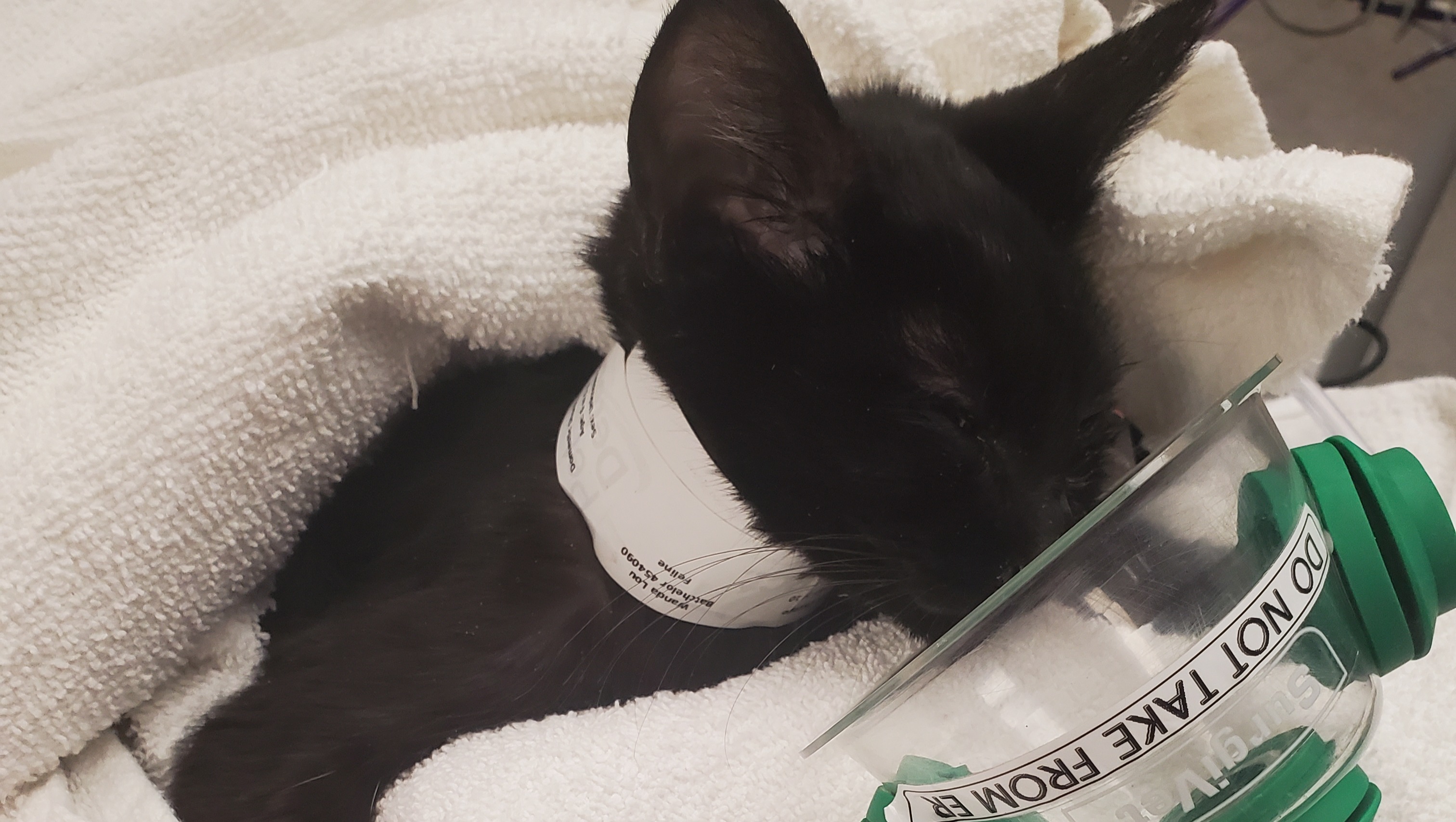 Fundraiser by Lara Batchelor : Wanda Lou, the Amazing Lazarus Cat, and ...