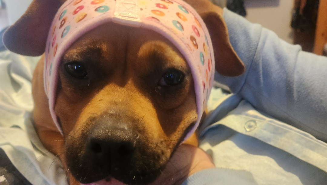 Fundraiser by Bambi Davison : HELP RUBY