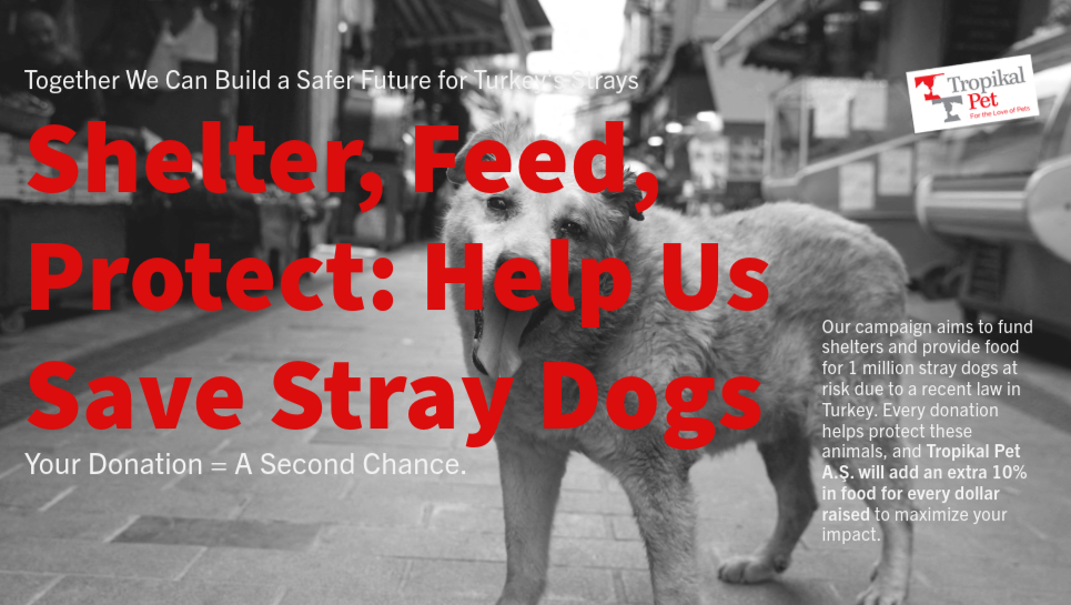 Fundraiser by Lea Saban : Save Turkey’s Strays: Your Support Can Save Lives