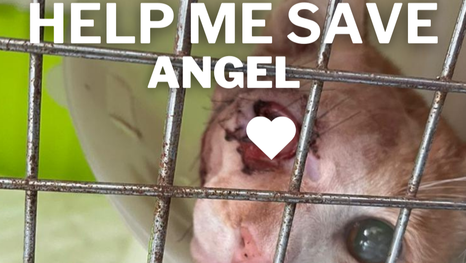 Fundraiser for Jimmy Gregerson by Monica Herrera : PLEASE HELP ME SAVE ...