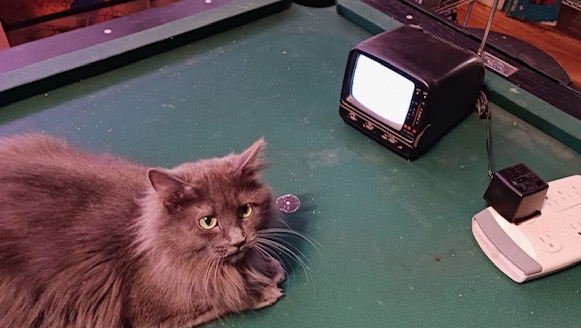 Fundraiser by Lacey Doyle : Keep Henry and Fizz Safe and Sound