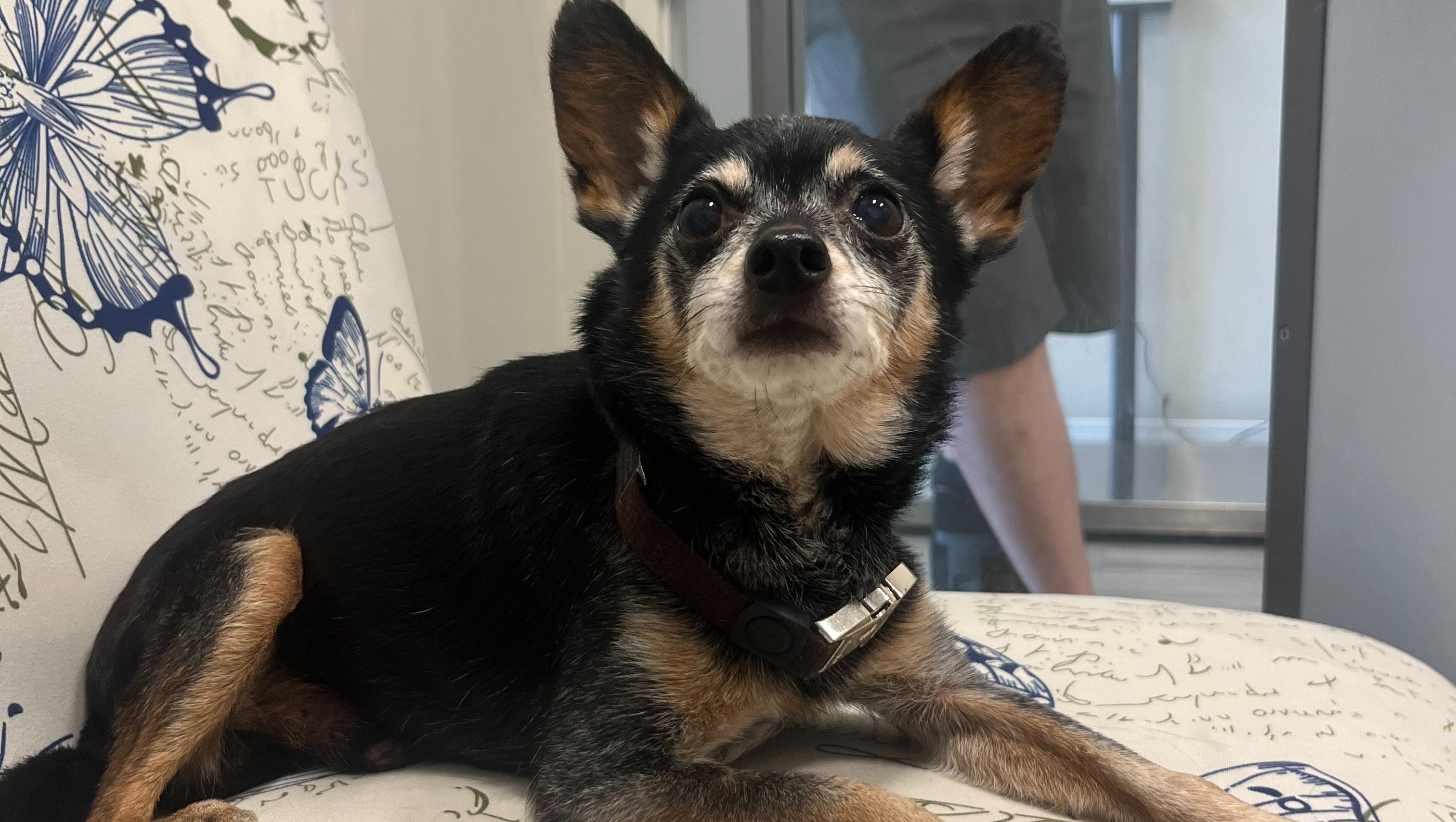 Fundraiser by sydney stevens : Help Pancho Beat Stomach Cancer