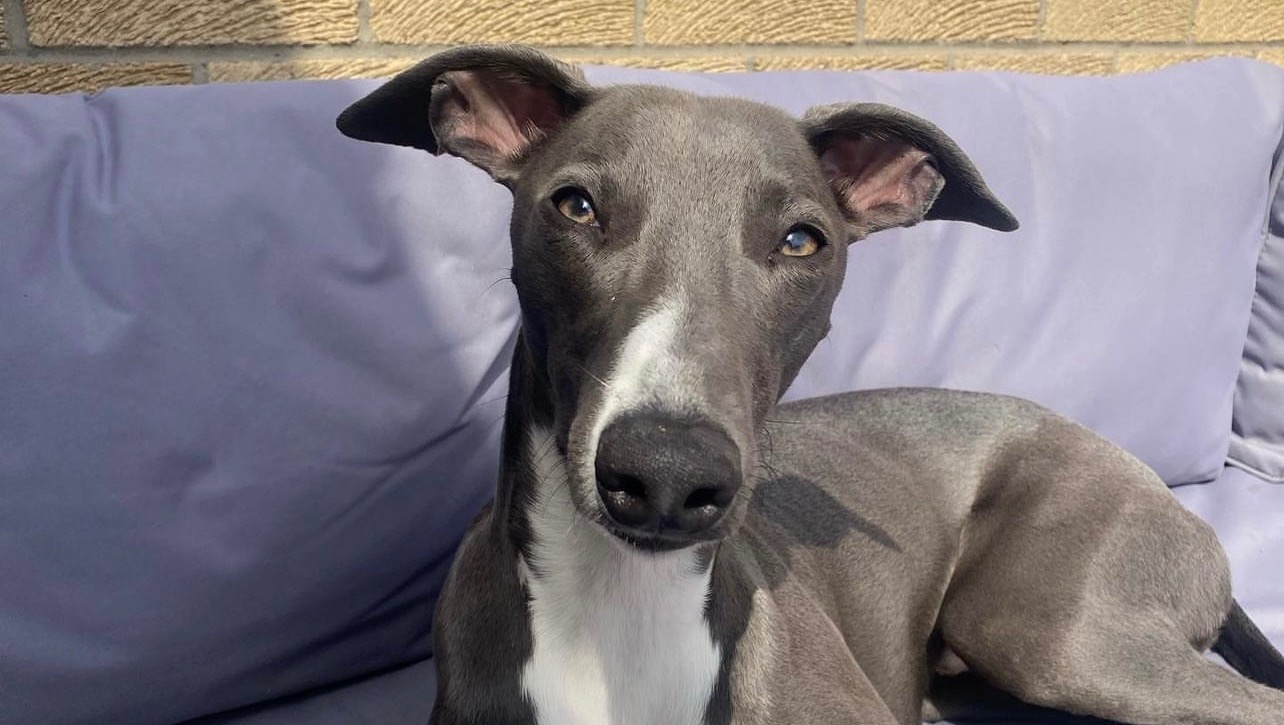 Fundraiser by Georgia Gallagher : Help Myles get a MRI