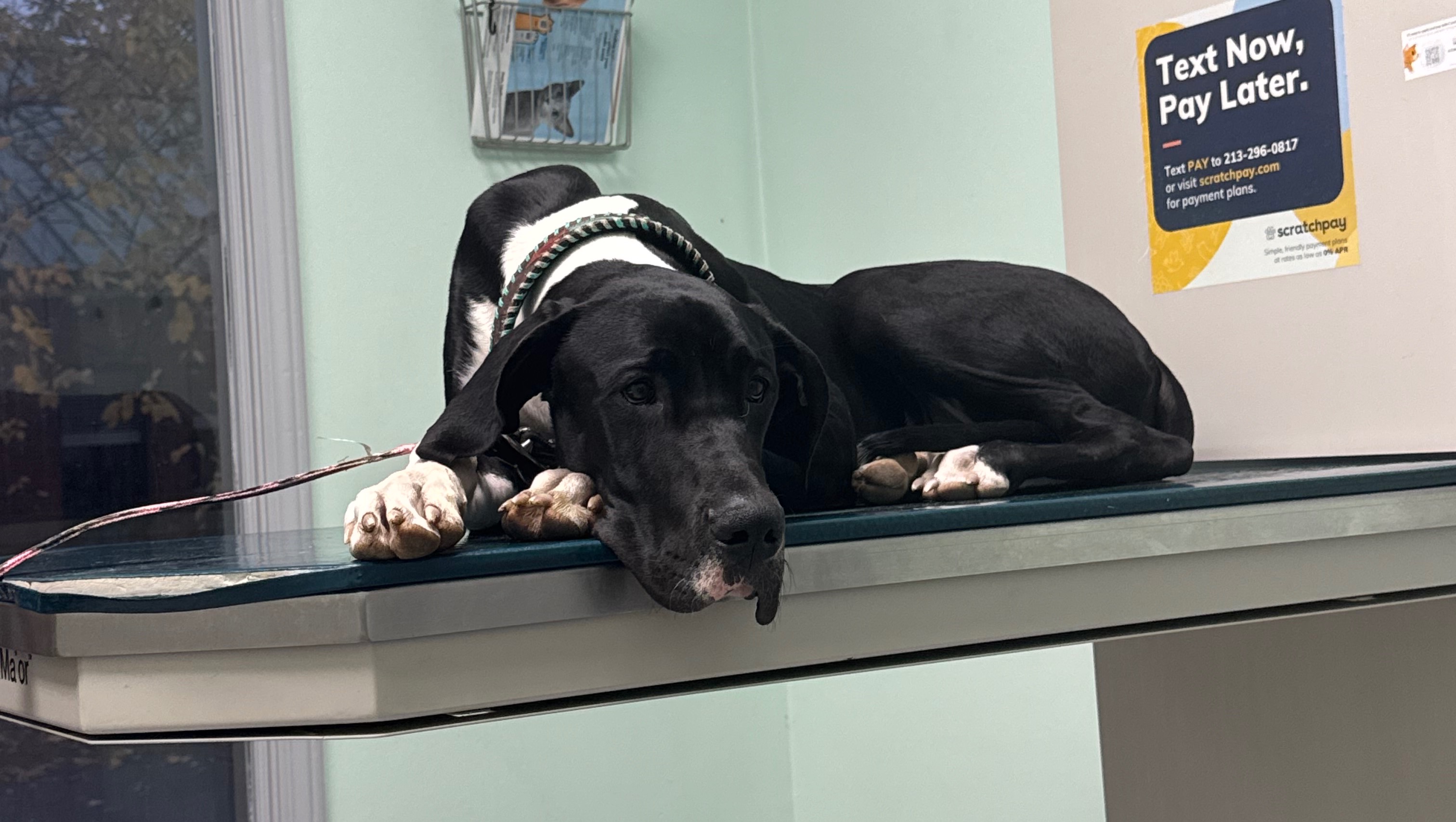 Fundraiser by Kylee Hembree : Help Support Ruby's Recovery