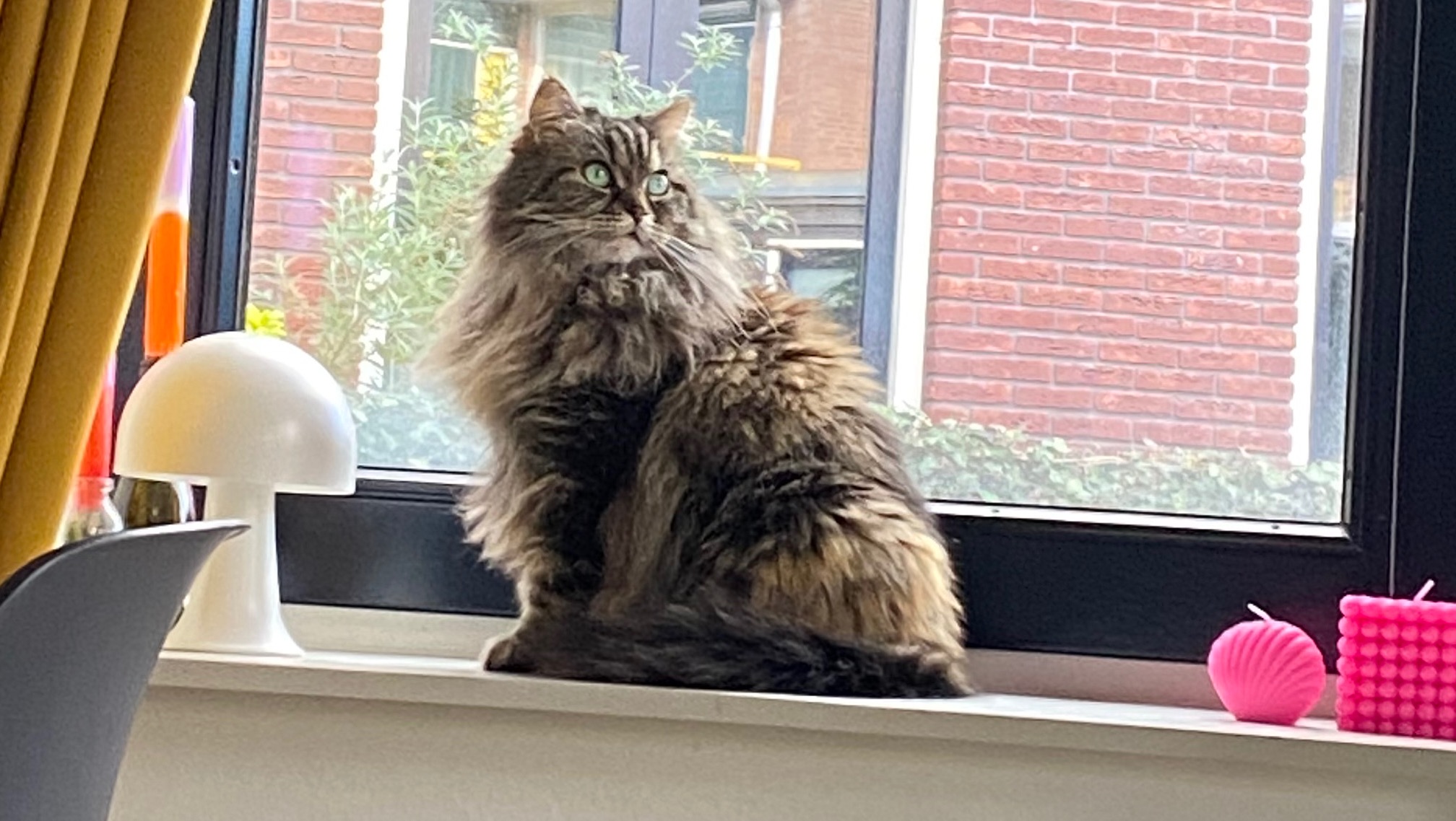 Fundraiser by Anouk Inden : Donate voor Lilo haar operatie