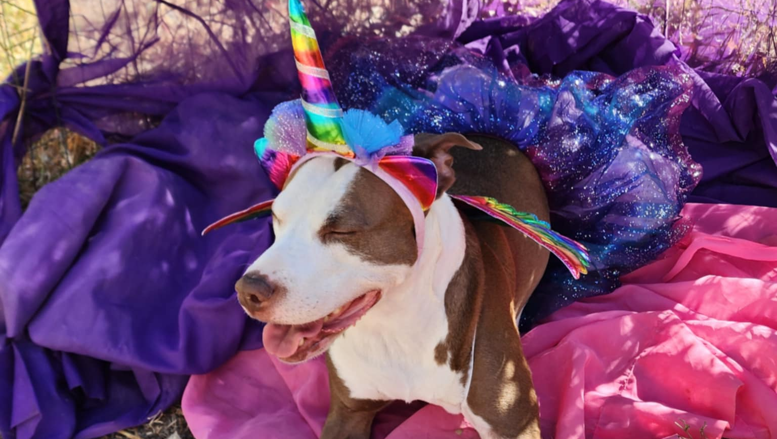 Fundraiser by Dakota Dawley : Support Stacey Chase's Recovery from Fire