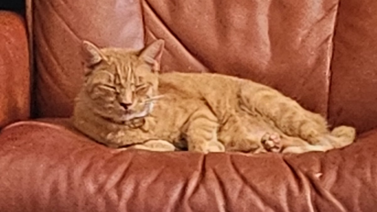 Fundraiser by Mikey Kittinger : Help Mazda Get the Vet Care She Needs