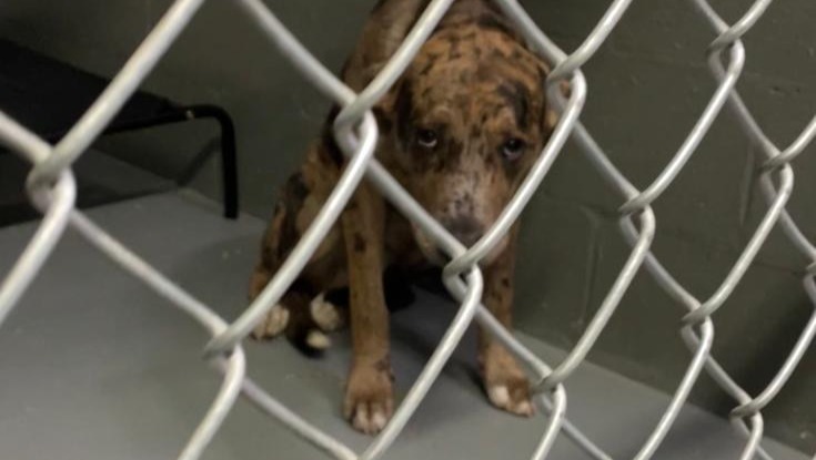 Fundraiser by Kaya Herkersdorf : How to save a life