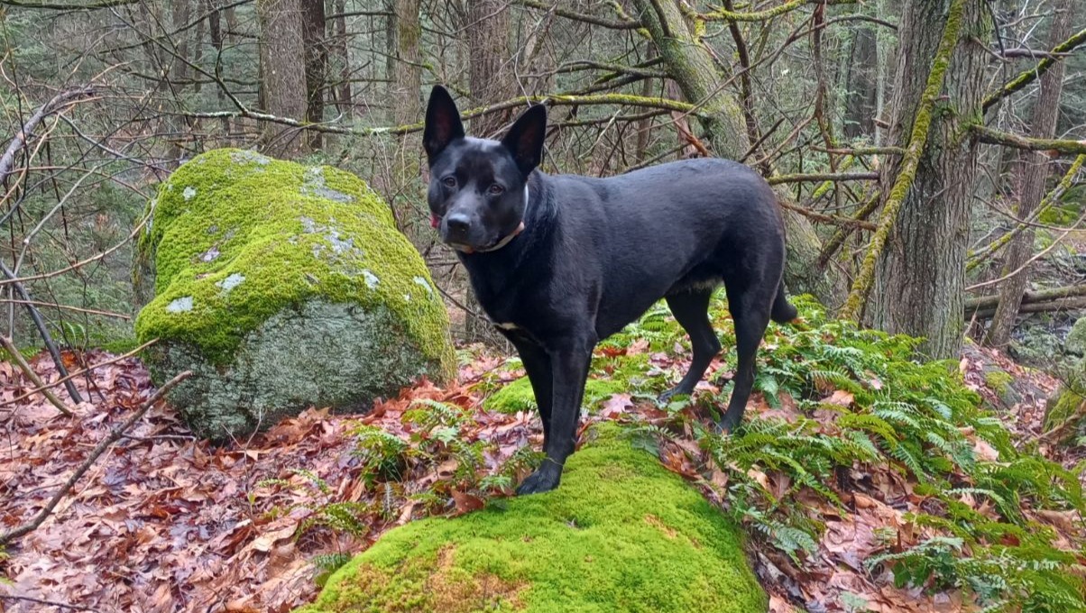 Fundraiser by Nicole Pac : Help Sonya Recover from Hit-and-Run Injuries