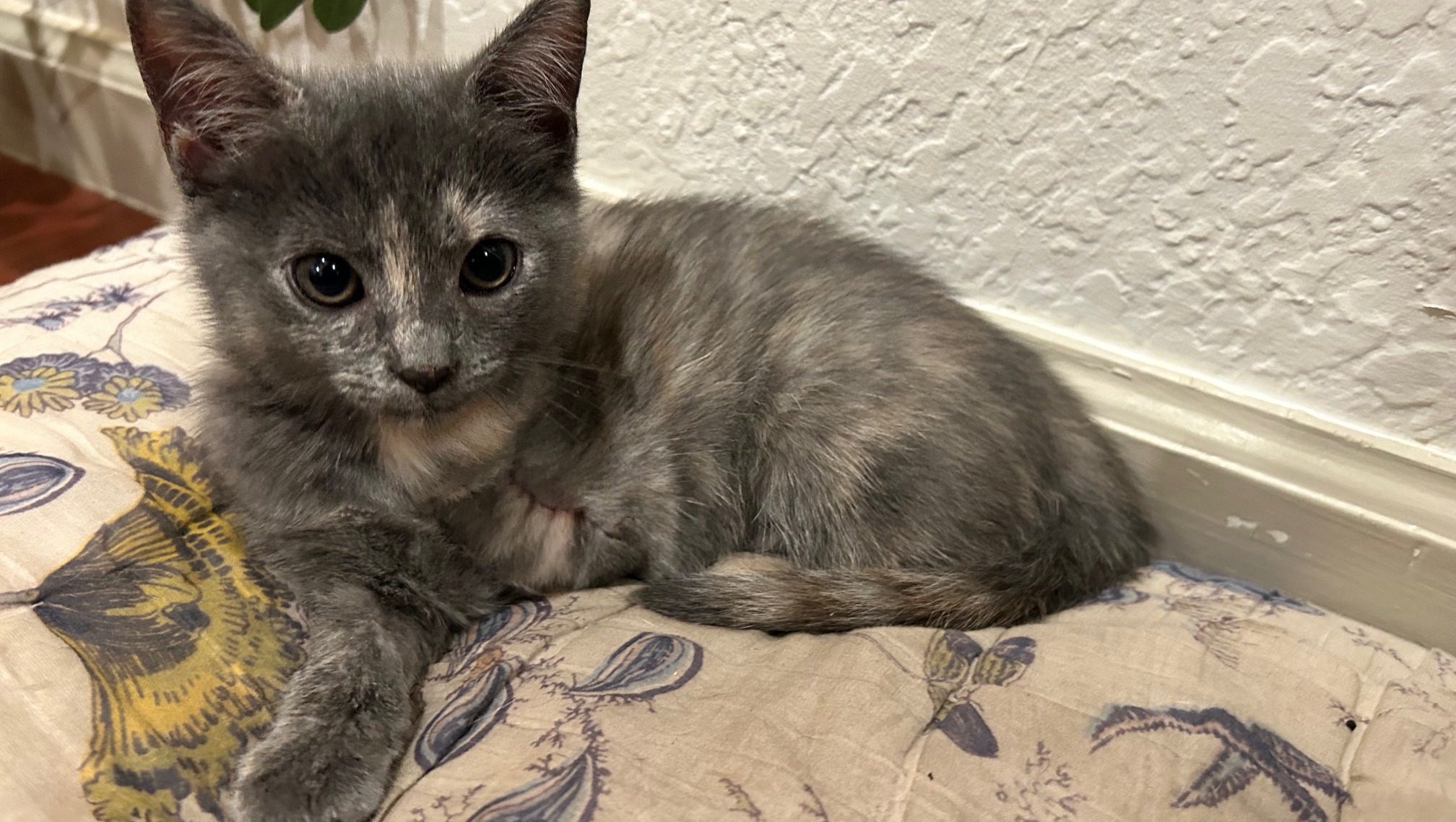 Fundraiser by Alex Roque : Help Yukio Recover: Support Her Vet Bills