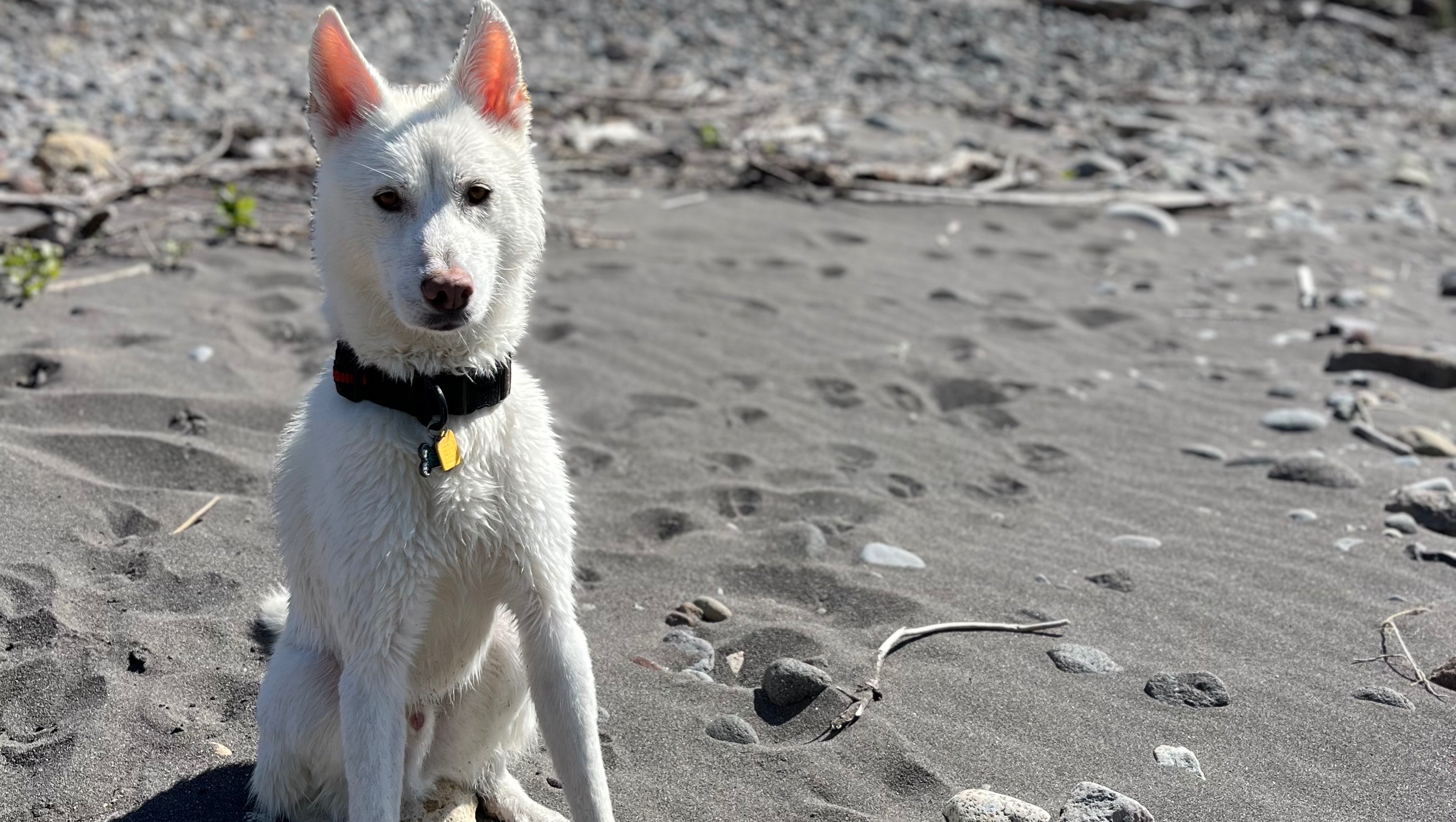 Fundraiser by Ashley Trowbridge : Help Ashley Save Her Service Dog's Leg