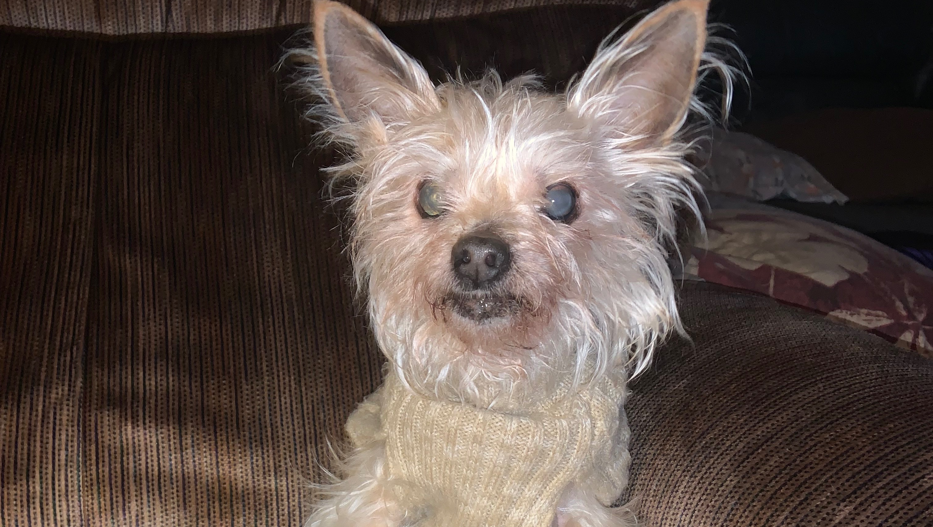 Fundraiser by Haley Thrasher : Support Needed for Suki’s Final Journey