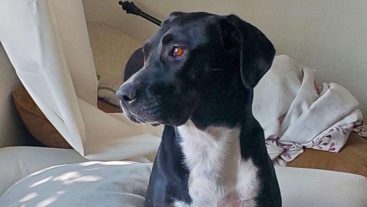 Fundraiser for Brandi Anderson by Natalie Lutton : Help Brandi Save ...